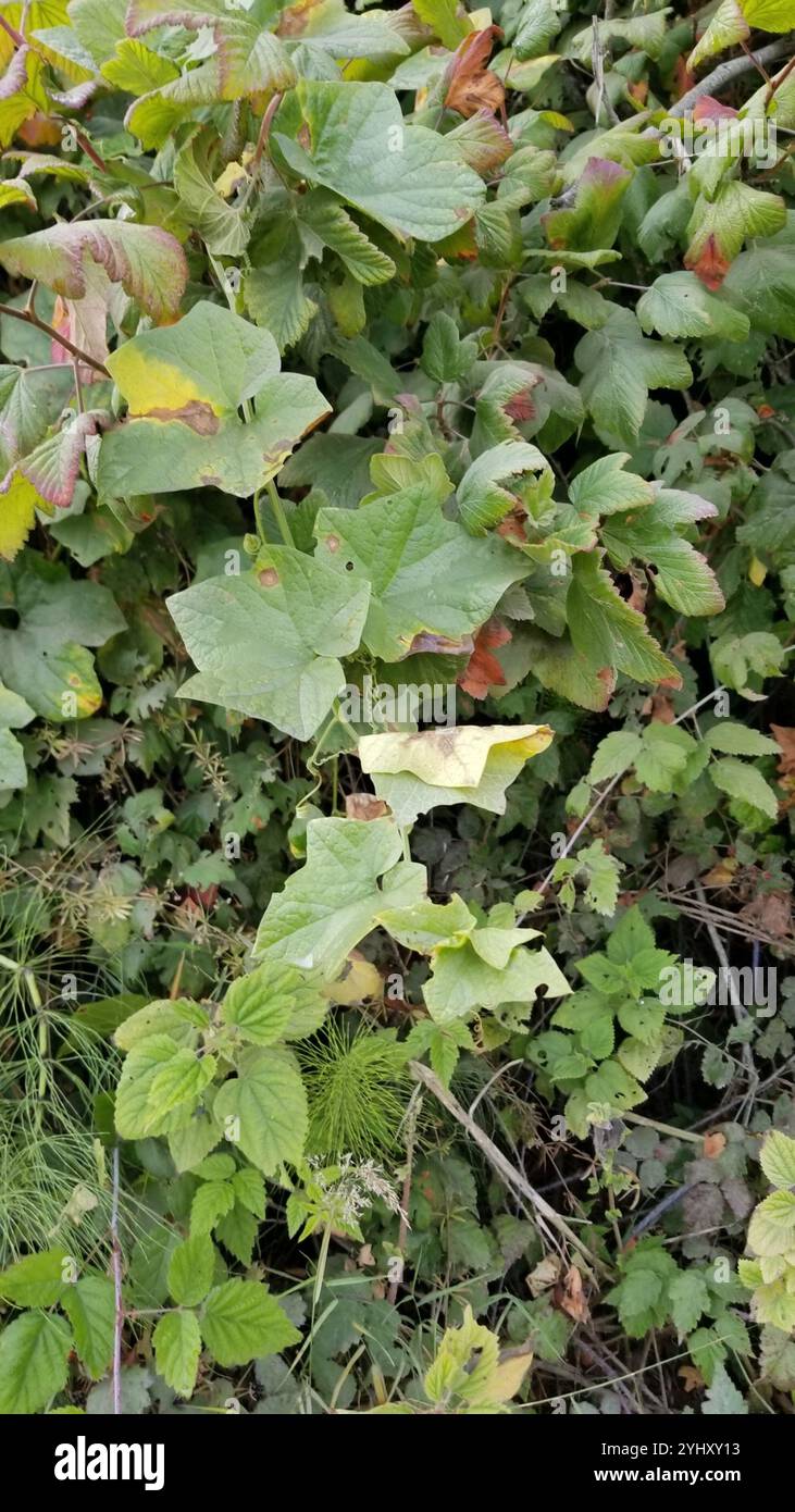 coastal manroot (Marah oregana Stock Photo - Alamy