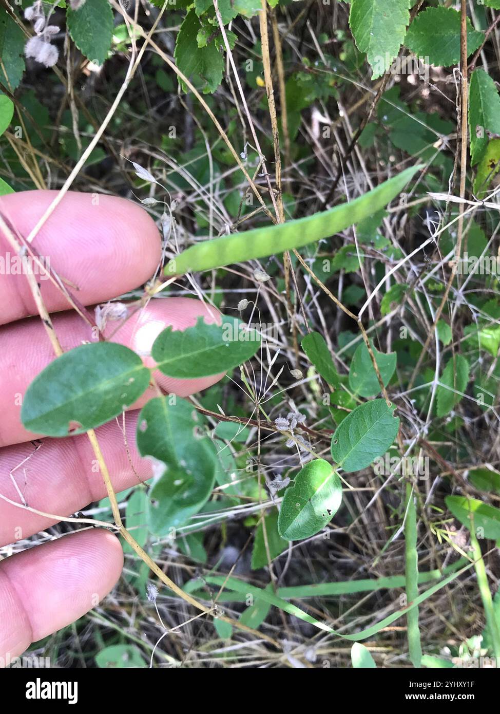 eastern milk-pea (Galactia regularis Stock Photo - Alamy