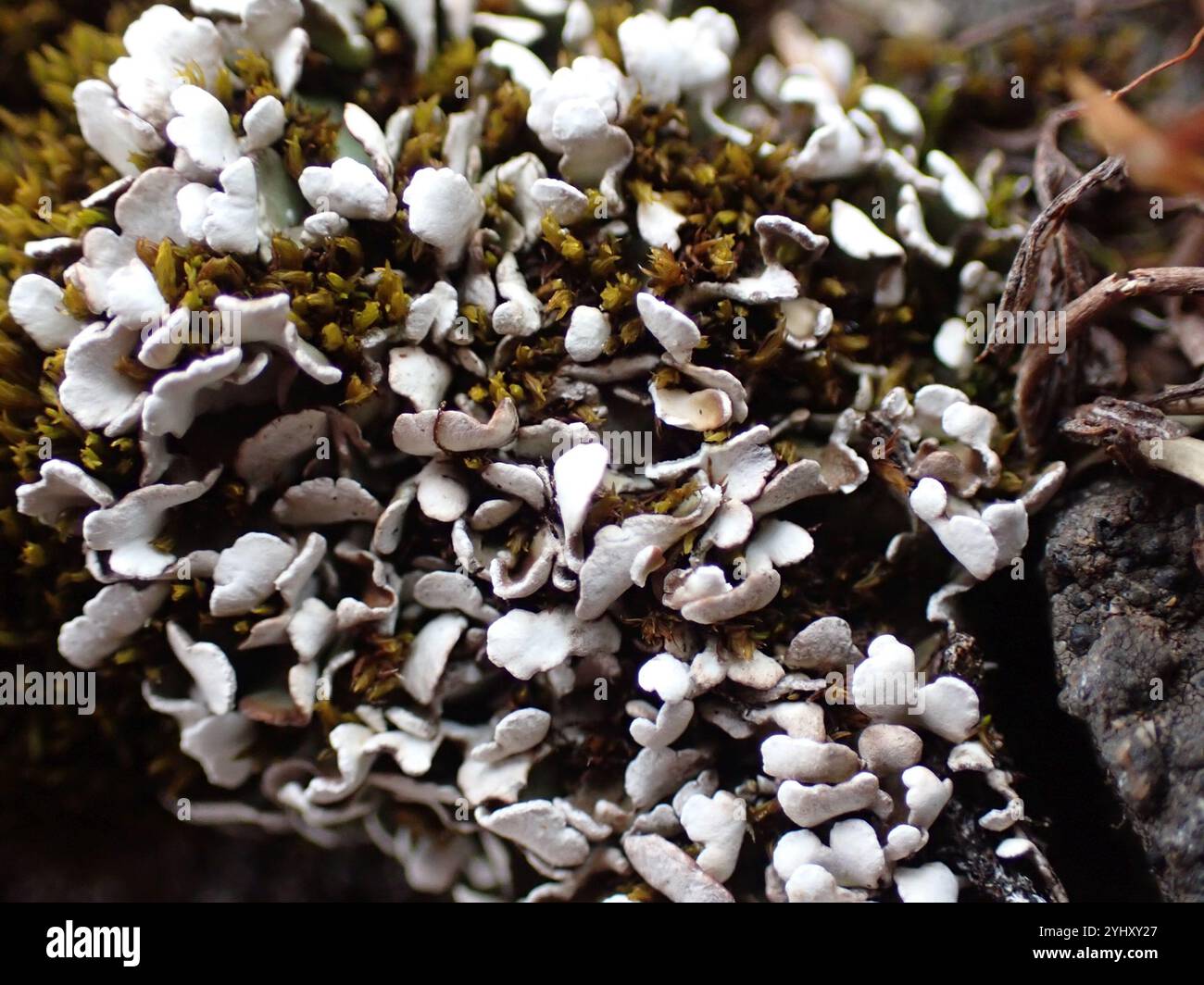 common lichens (Lecanoromycetes Stock Photo - Alamy