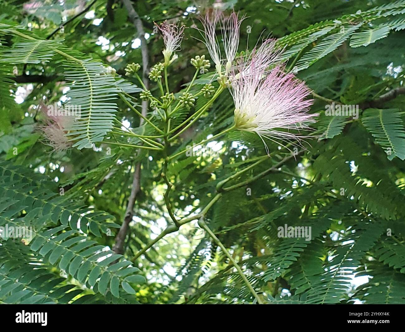 Persian silk tree (Albizia julibrissin Stock Photo - Alamy