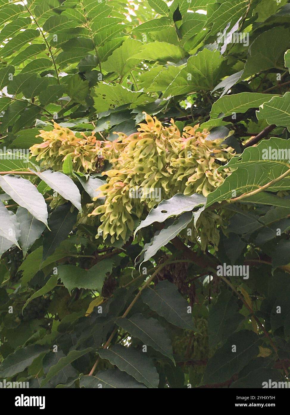 tree-of-heaven (Ailanthus altissima Stock Photo - Alamy