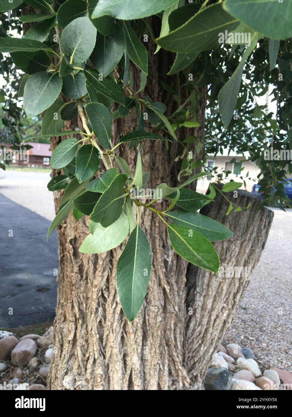 Narrowleaf Cottonwood (Populus angustifolia Stock Photo - Alamy
