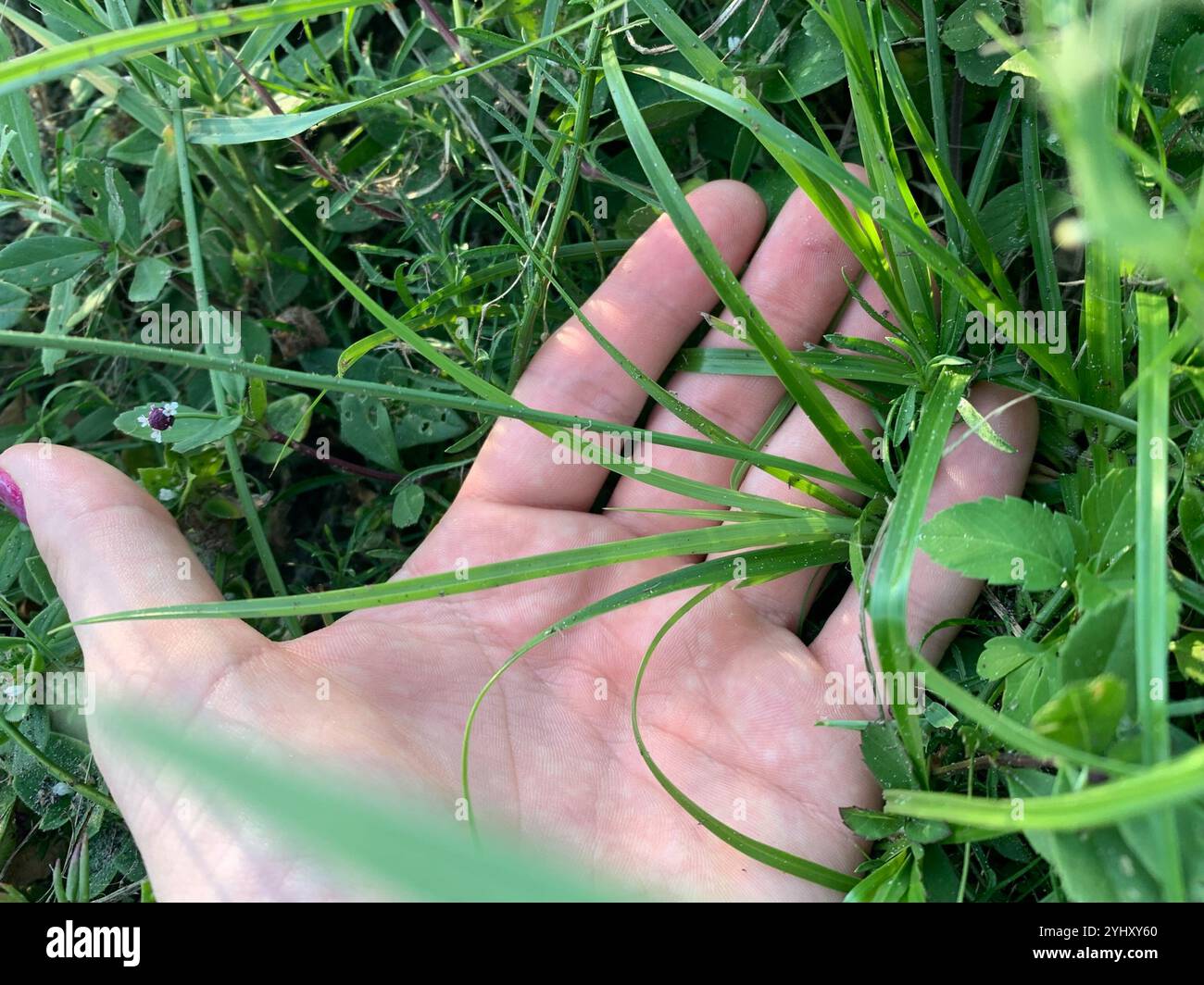 Baldwin's Flatsedge (Cyperus croceus Stock Photo - Alamy