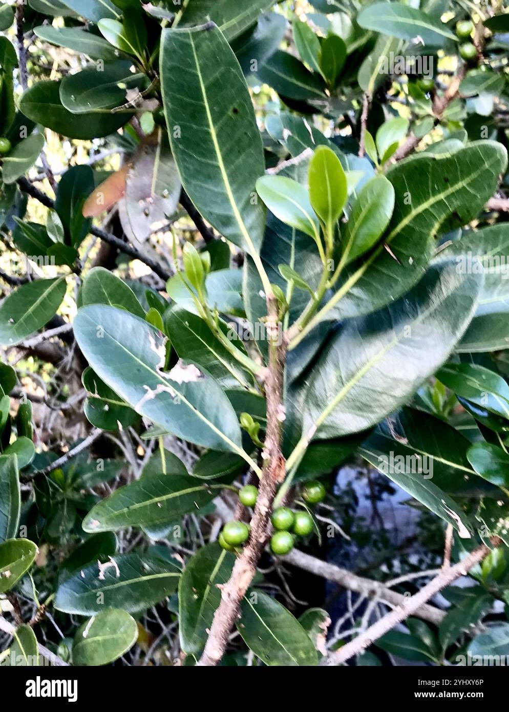 white milkwood (Sideroxylon inerme Stock Photo - Alamy
