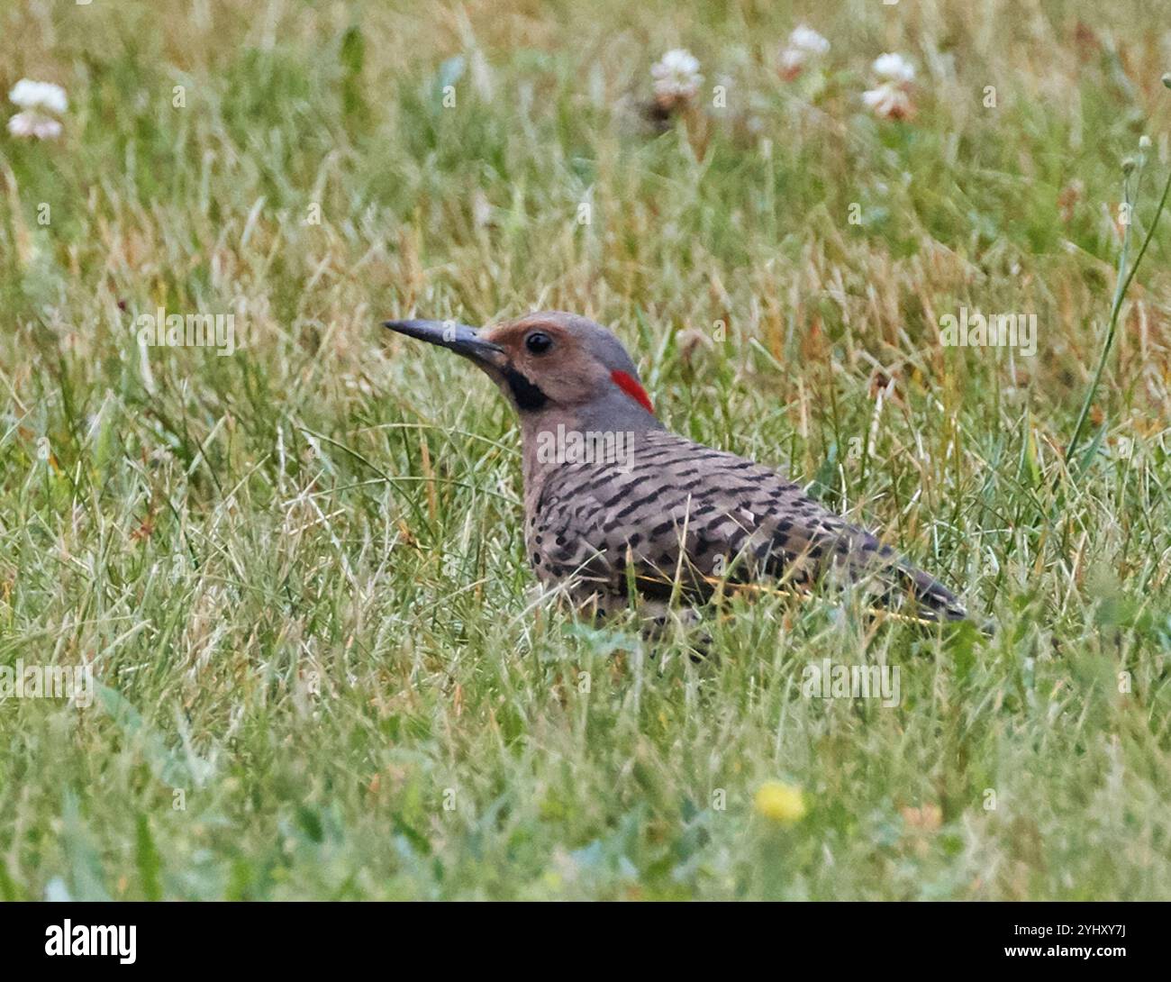 Northern Flicker (Colaptes auratus Stock Photo - Alamy