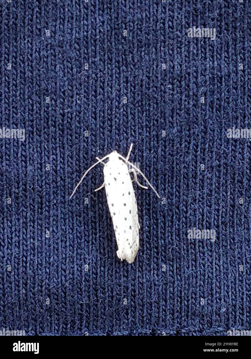 Small Ermine Moths (Yponomeuta Stock Photo - Alamy