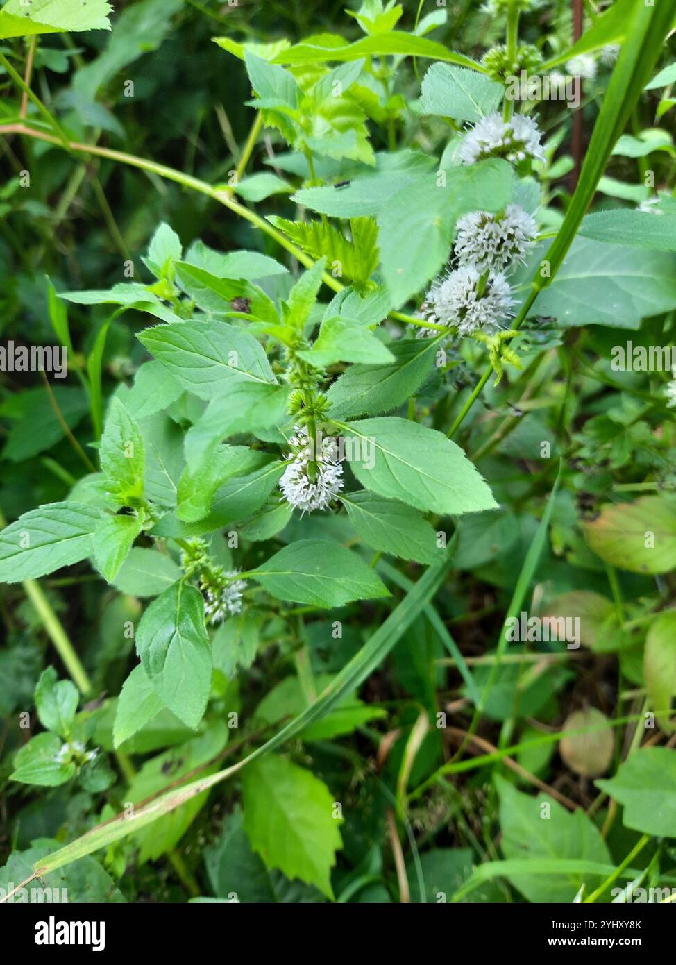 corn mint (Mentha arvensis Stock Photo - Alamy