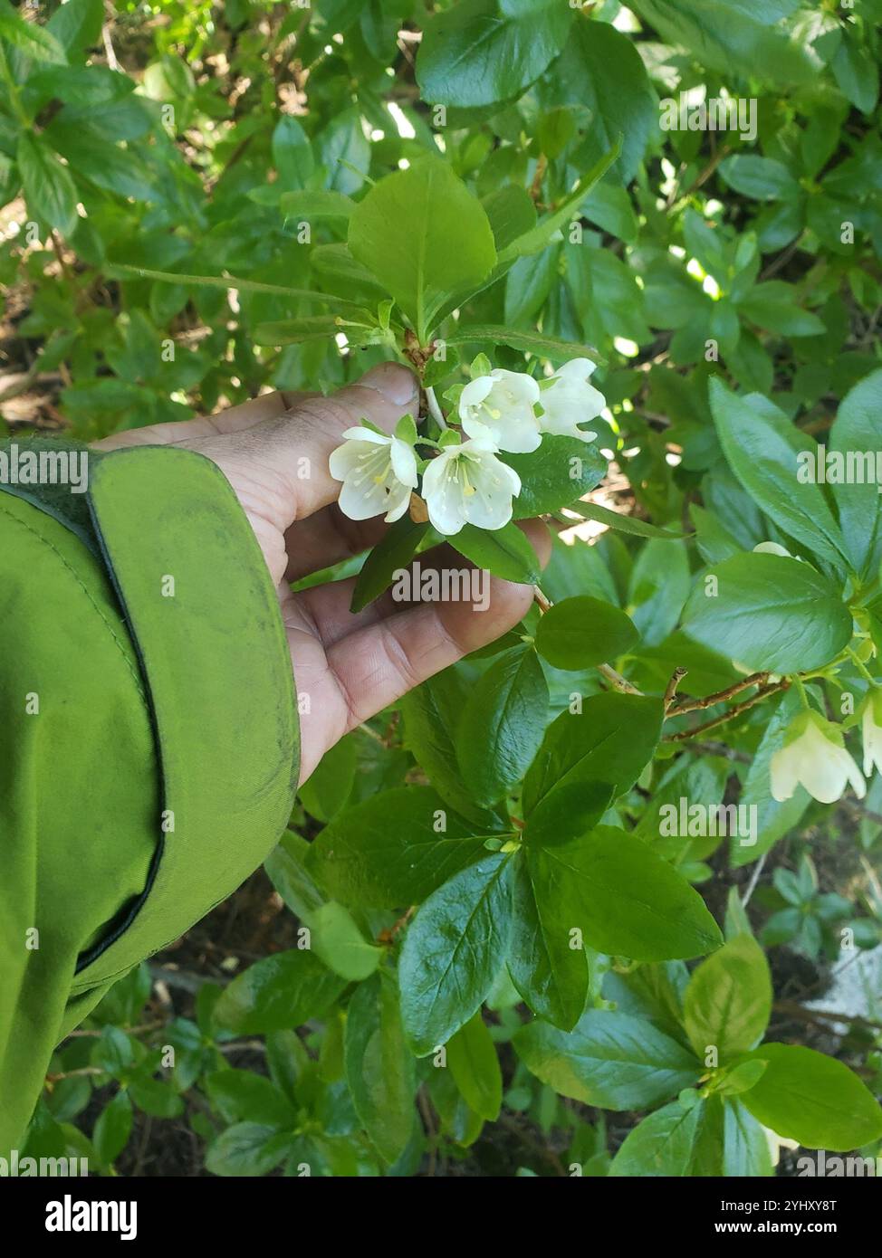 White-flowered Rhododendron (Rhododendron albiflorum Stock Photo - Alamy