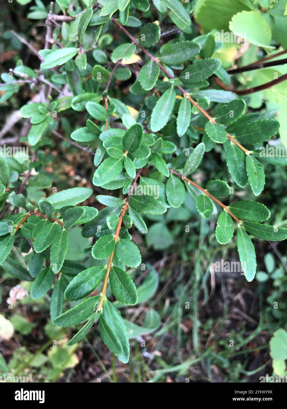 Oregon Boxwood (Paxistima myrsinites Stock Photo - Alamy