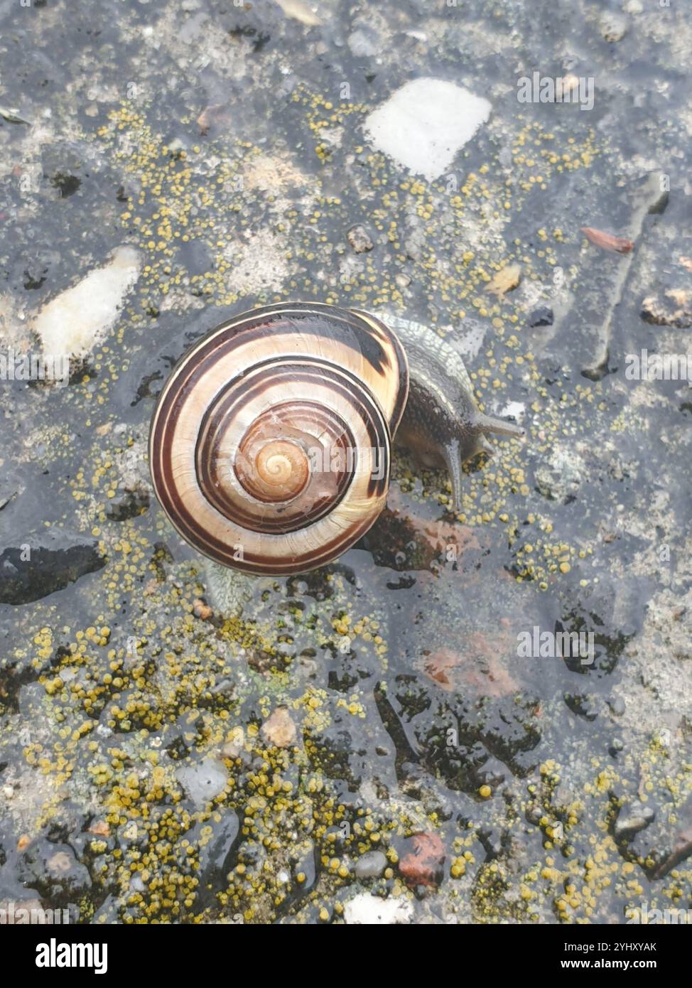Brown-lipped Snail (Cepaea nemoralis Stock Photo - Alamy