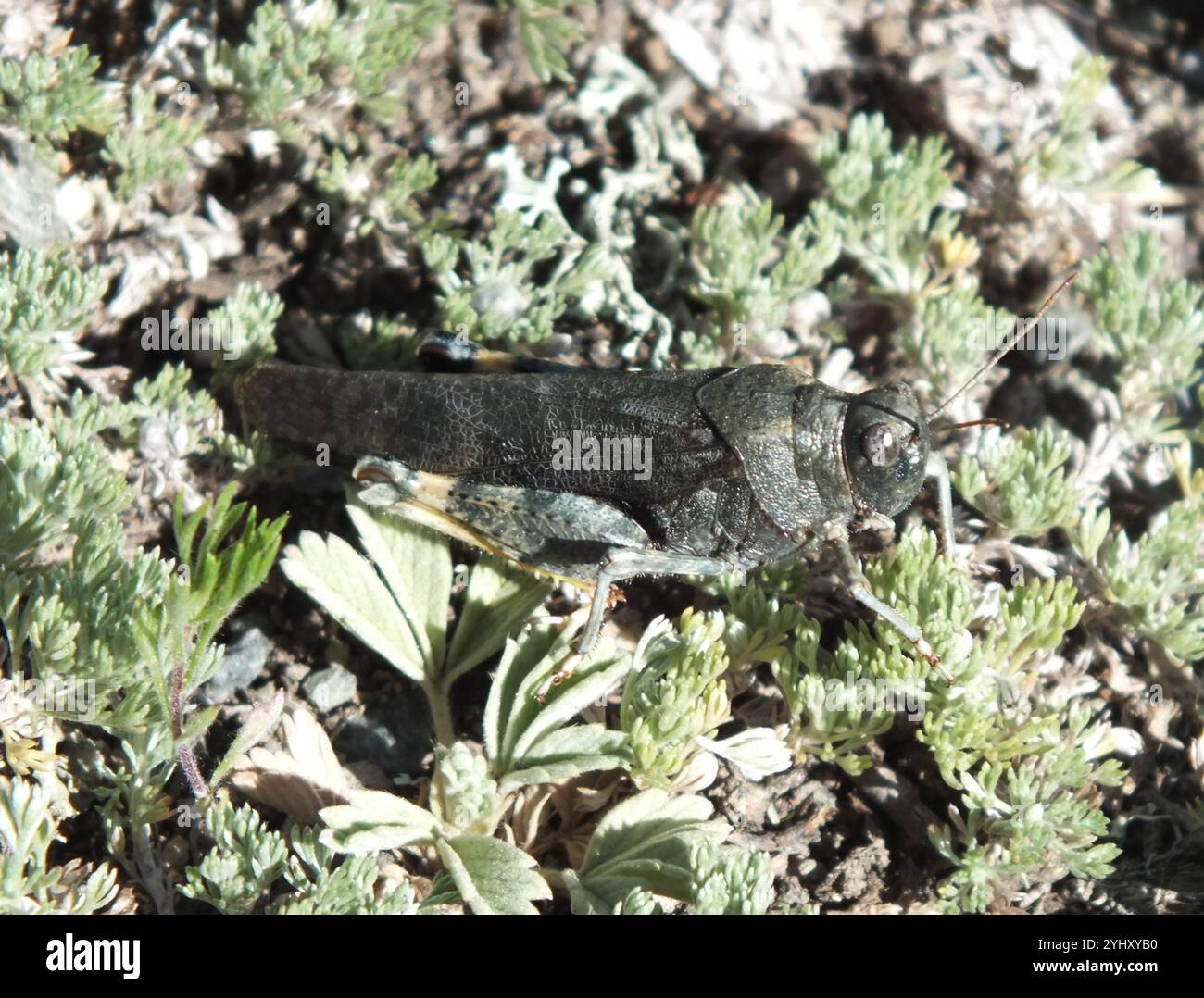 Speckled Buzzing Grasshopper (Bryodemella tuberculata Stock Photo - Alamy