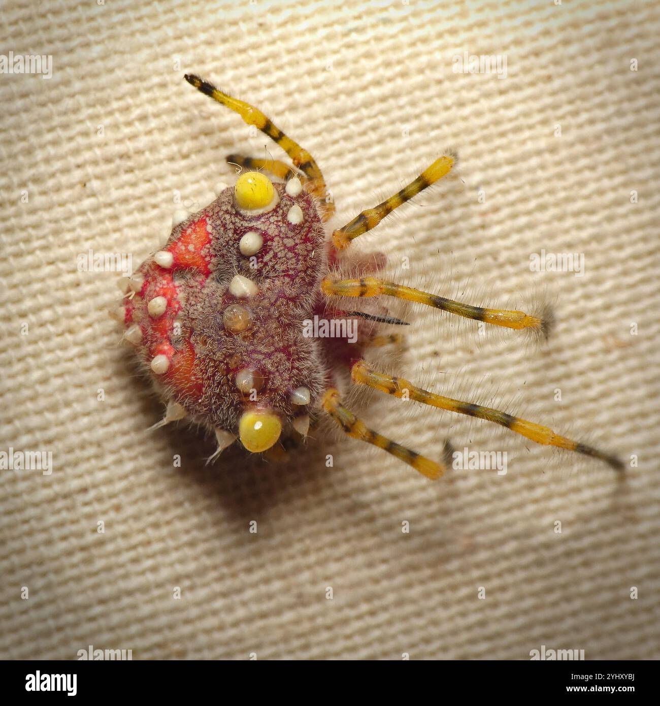 Bolas spider hi-res stock photography and images - Alamy