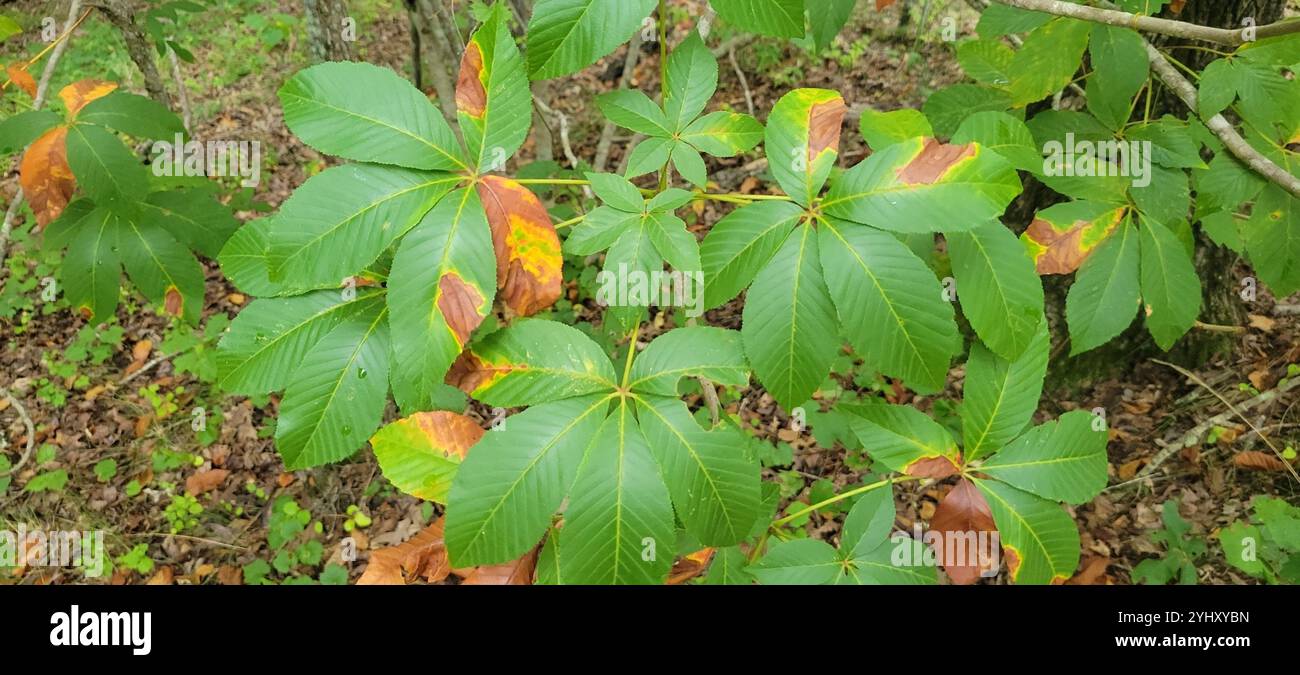 painted buckeye (Aesculus sylvatica Stock Photo - Alamy