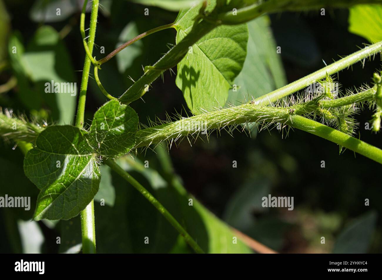 tropical bull nettle (Cnidoscolus urens Stock Photo - Alamy