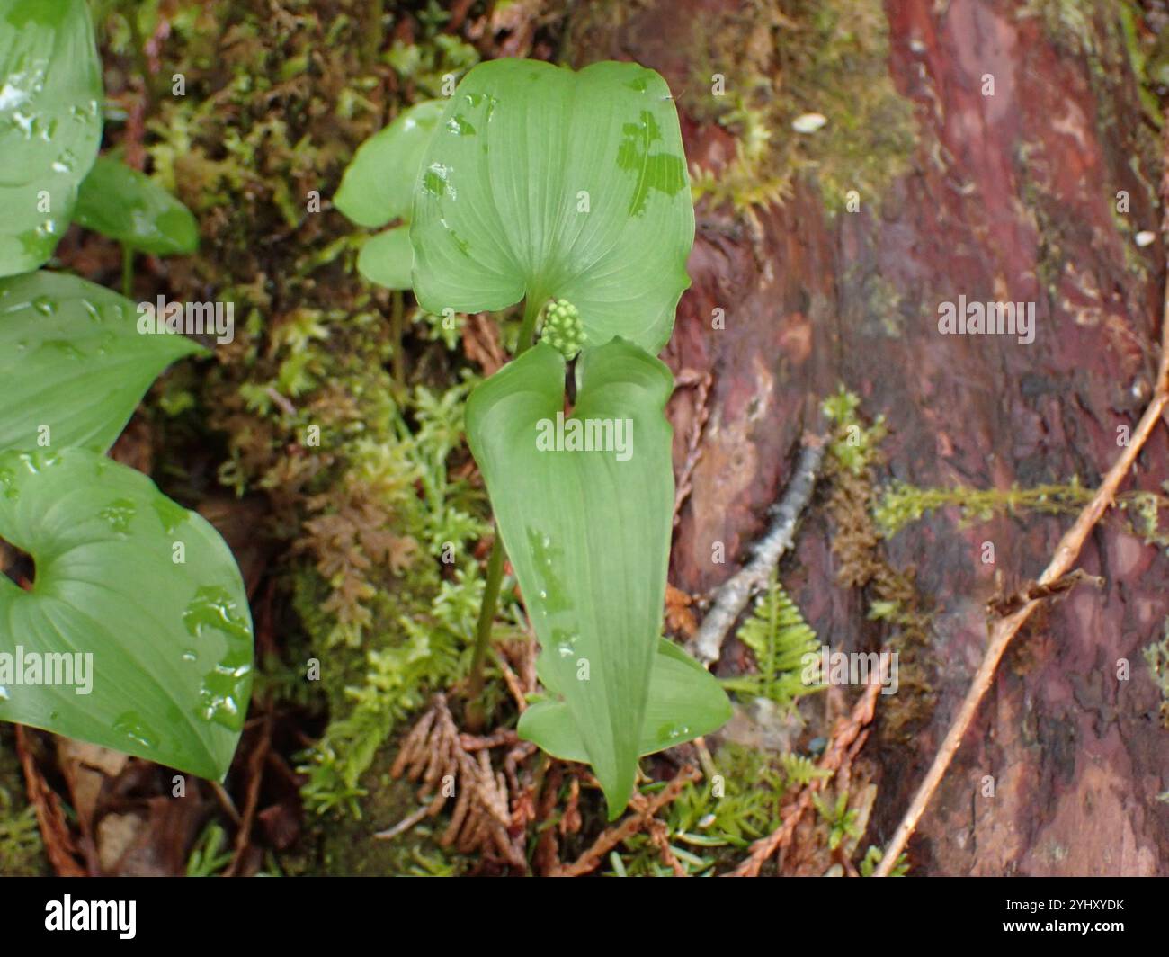 Western Lily of the Valley (Maianthemum dilatatum Stock Photo - Alamy