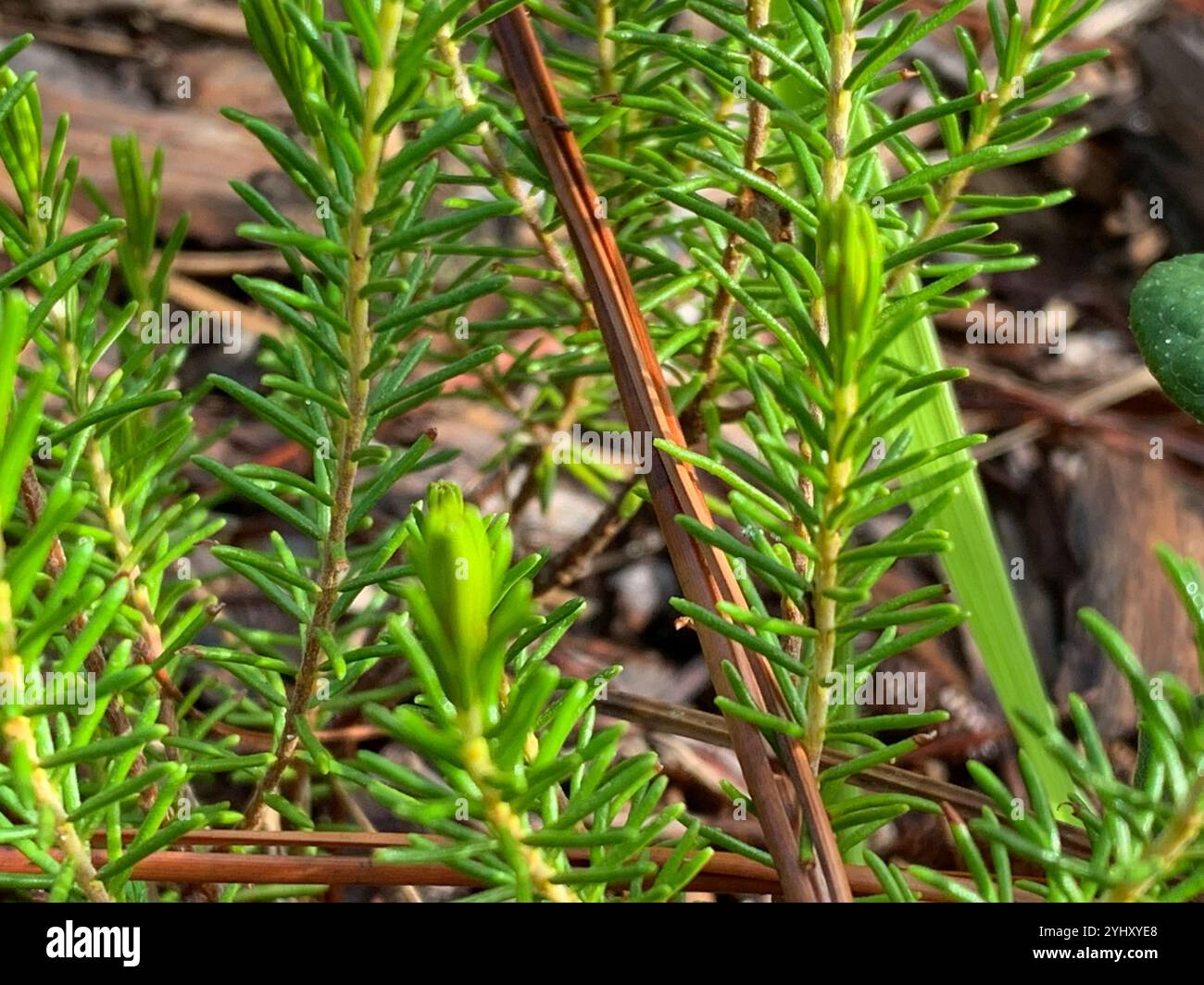 Ceratiola hi-res stock photography and images - Alamy