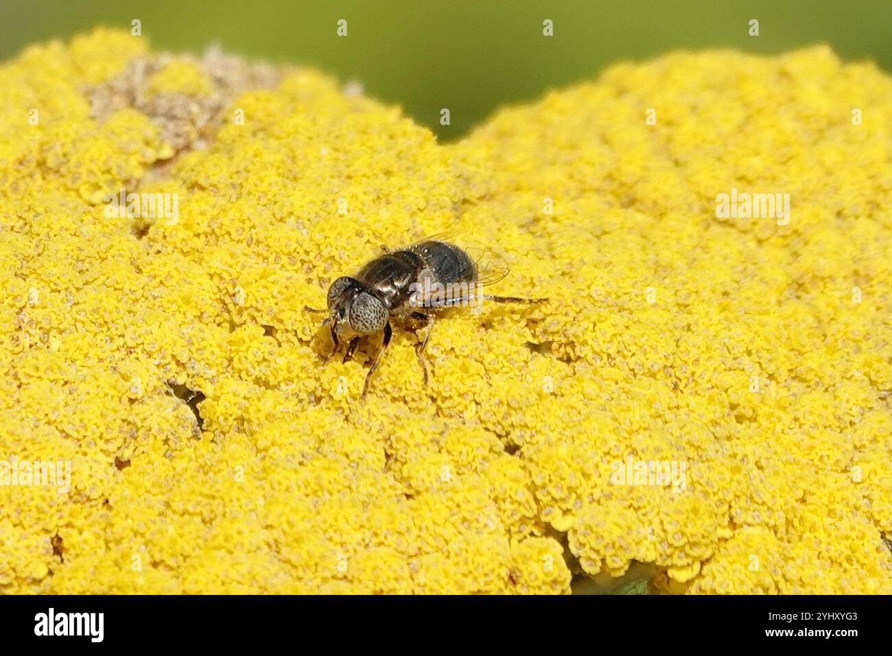 Common Lagoon Fly (Eristalinus aeneus Stock Photo - Alamy