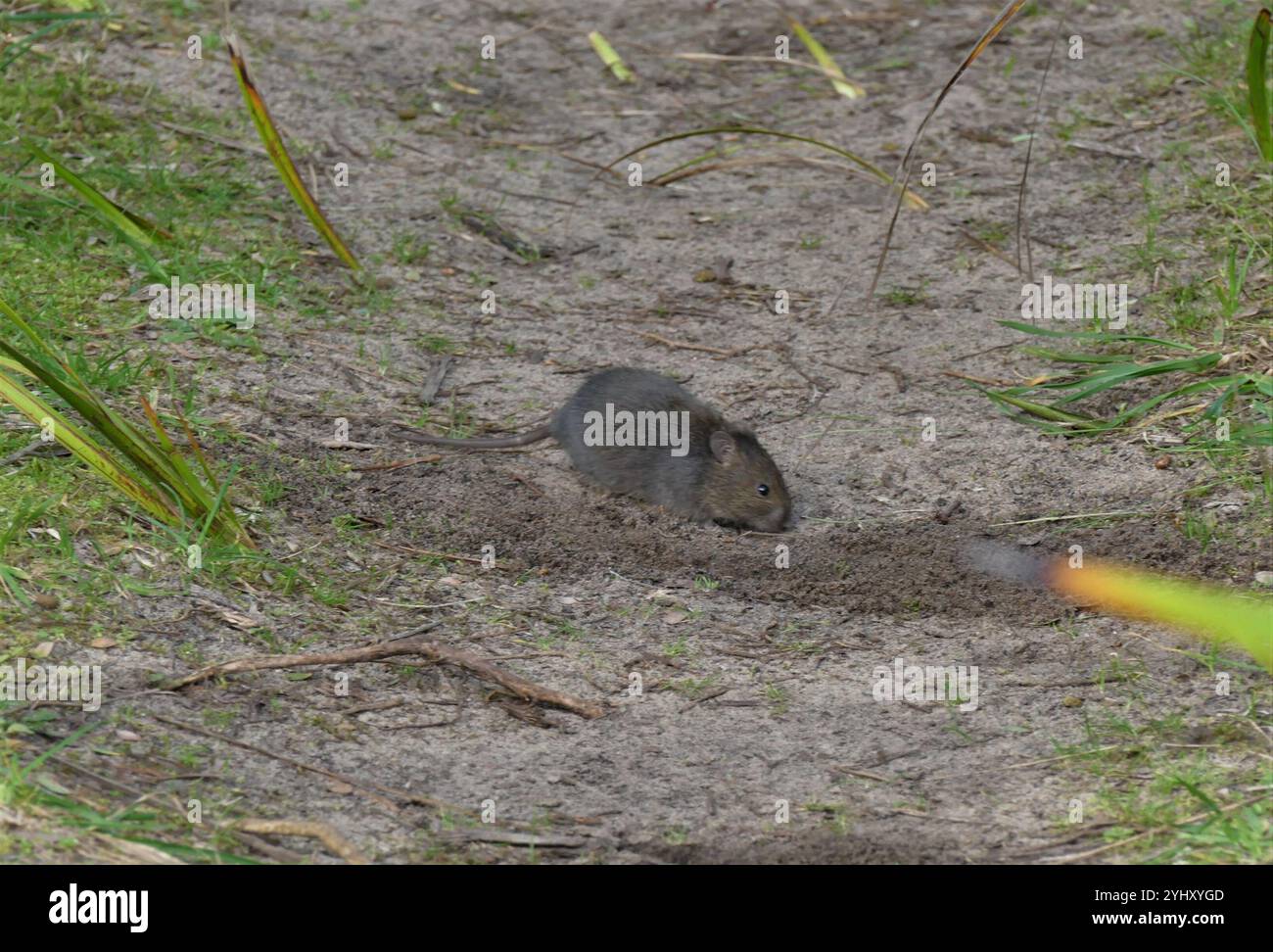 Australian Swamp Rat (Rattus lutreolus Stock Photo - Alamy