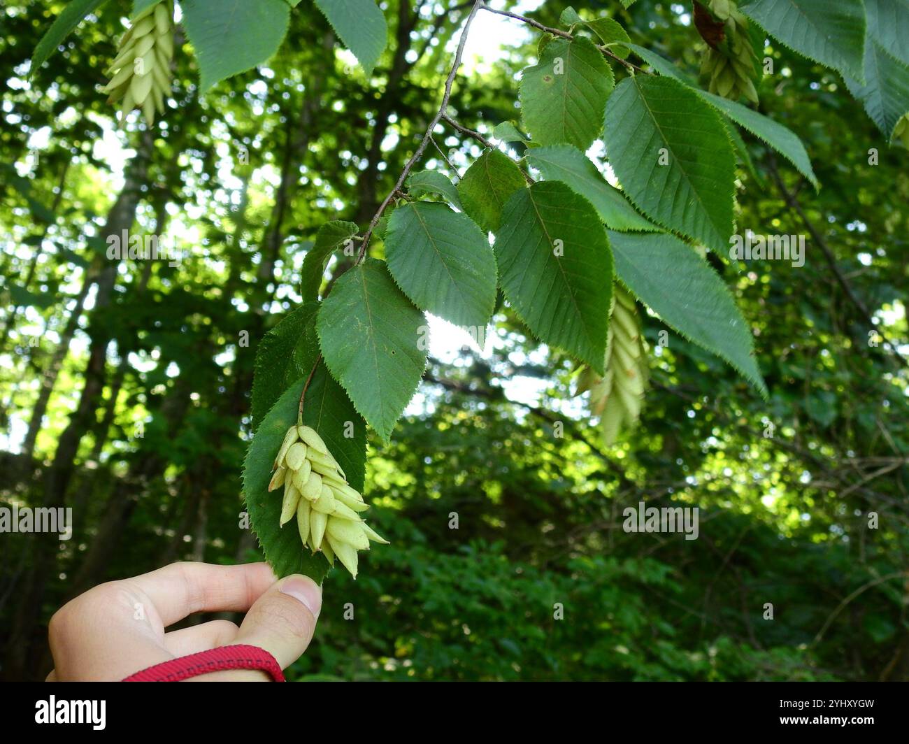 American hophornbeam (Ostrya virginiana Stock Photo - Alamy