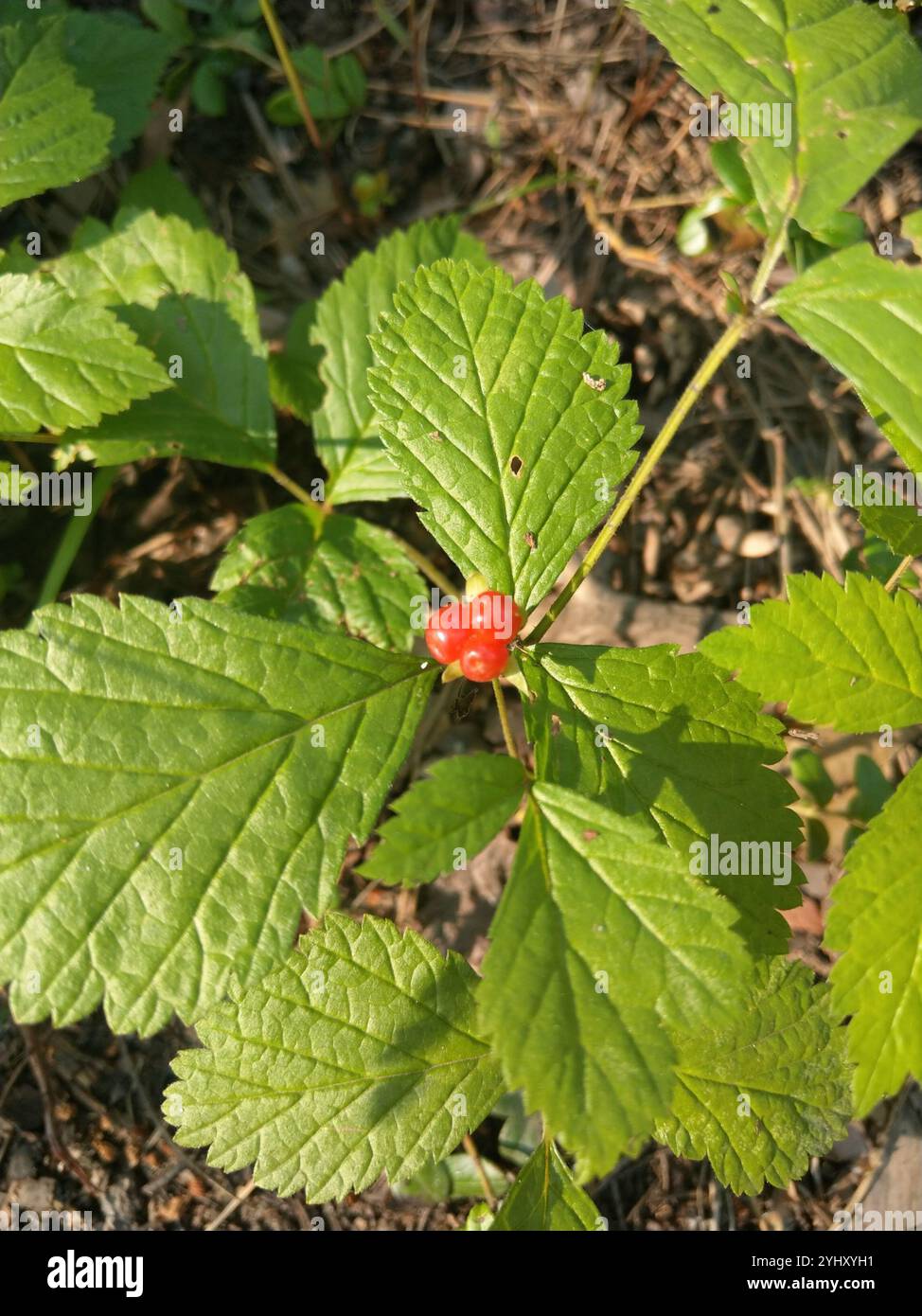 Stone Bramble (Rubus saxatilis Stock Photo - Alamy