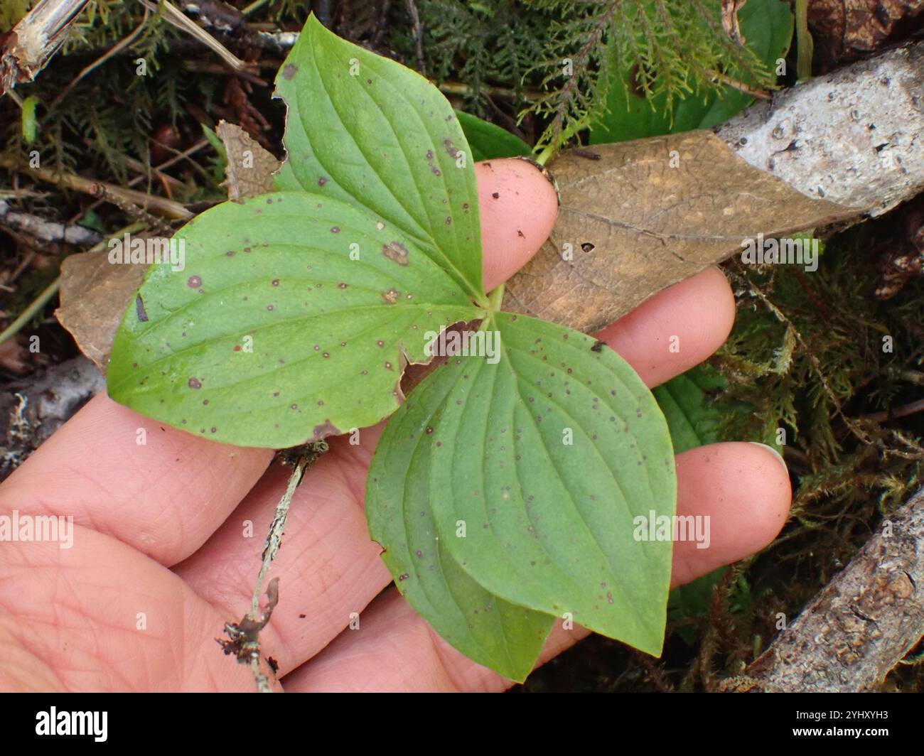 Western Bunchberry (Cornus unalaschkensis Stock Photo - Alamy