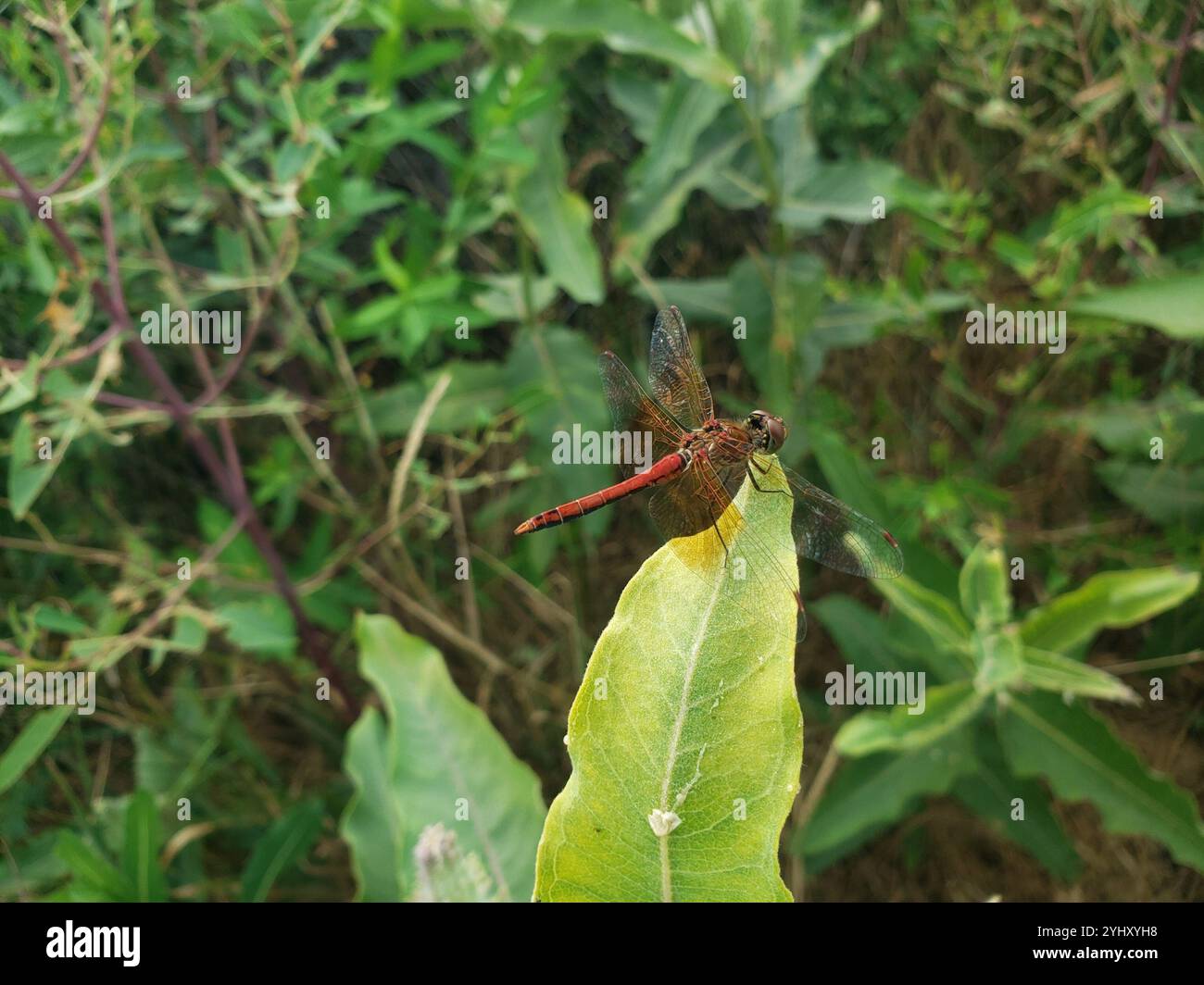 Band winged meadowhawk hi-res stock photography and images - Alamy
