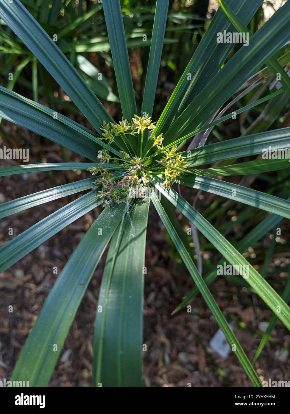 Umbrella Papyrus (Cyperus alternifolius Stock Photo - Alamy