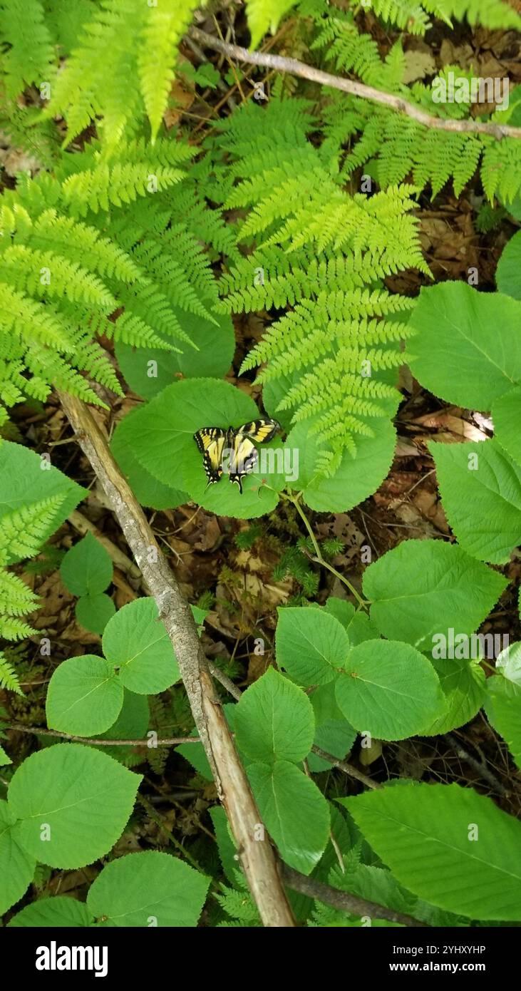 Canadian Tiger Swallowtail (Papilio canadensis Stock Photo - Alamy