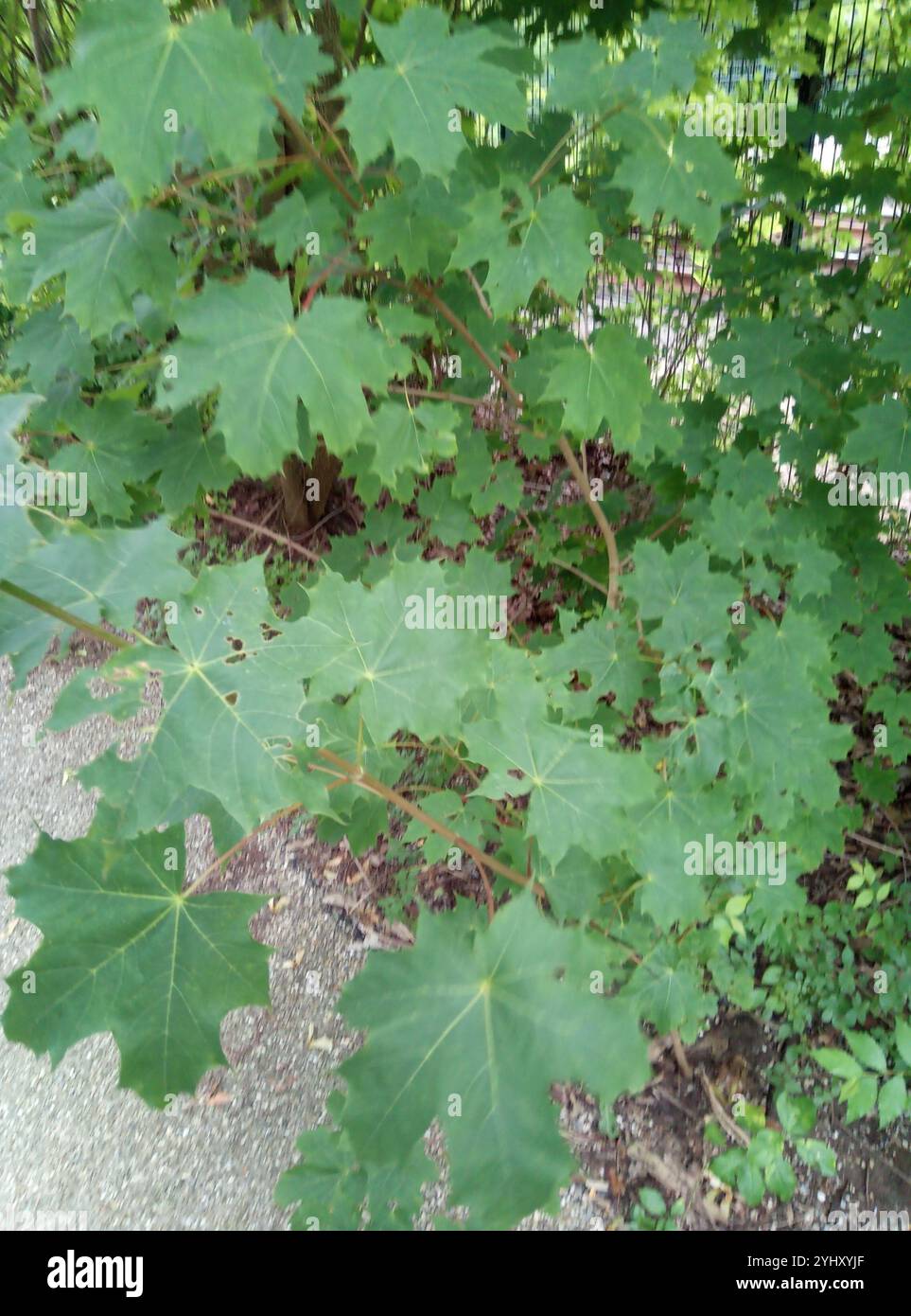 Norway maple (Acer platanoides Stock Photo - Alamy
