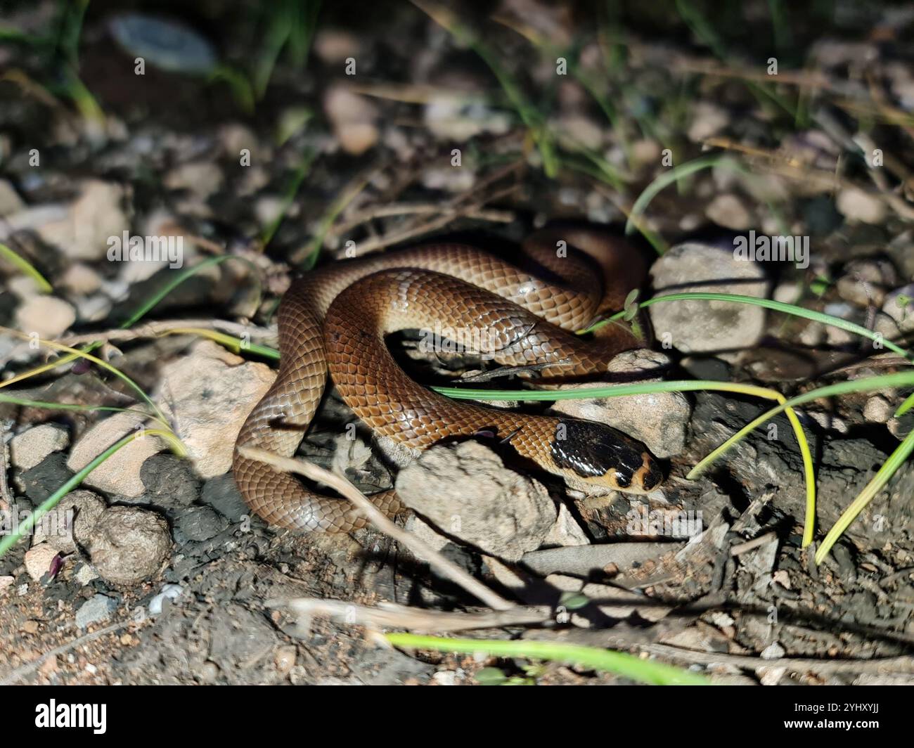 Suta suta snake hi-res stock photography and images - Alamy