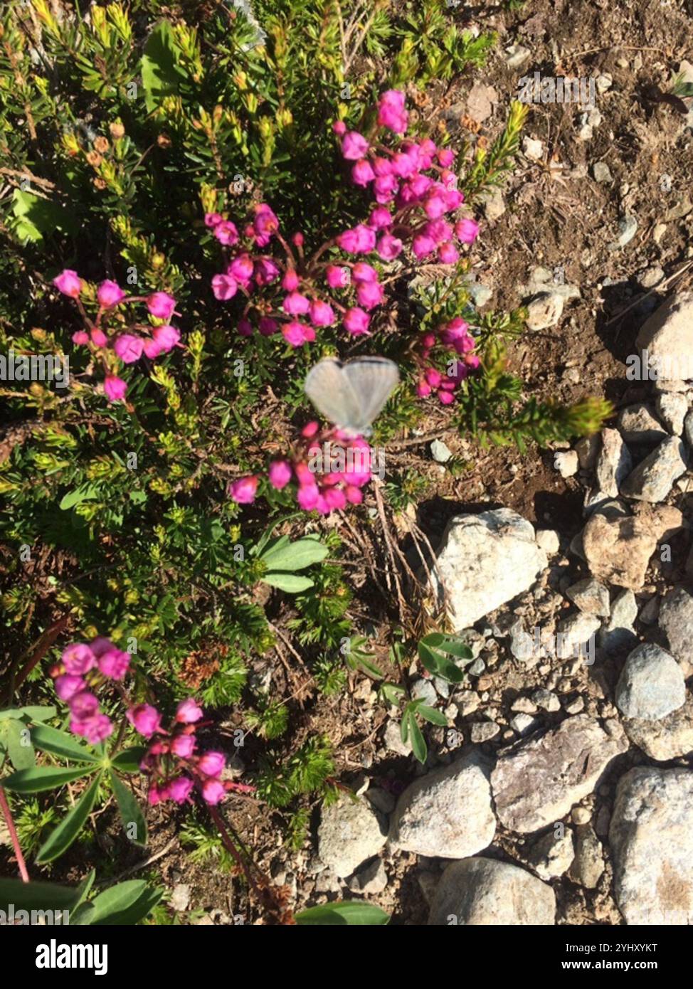 pink mountainheath (Phyllodoce empetriformis Stock Photo - Alamy