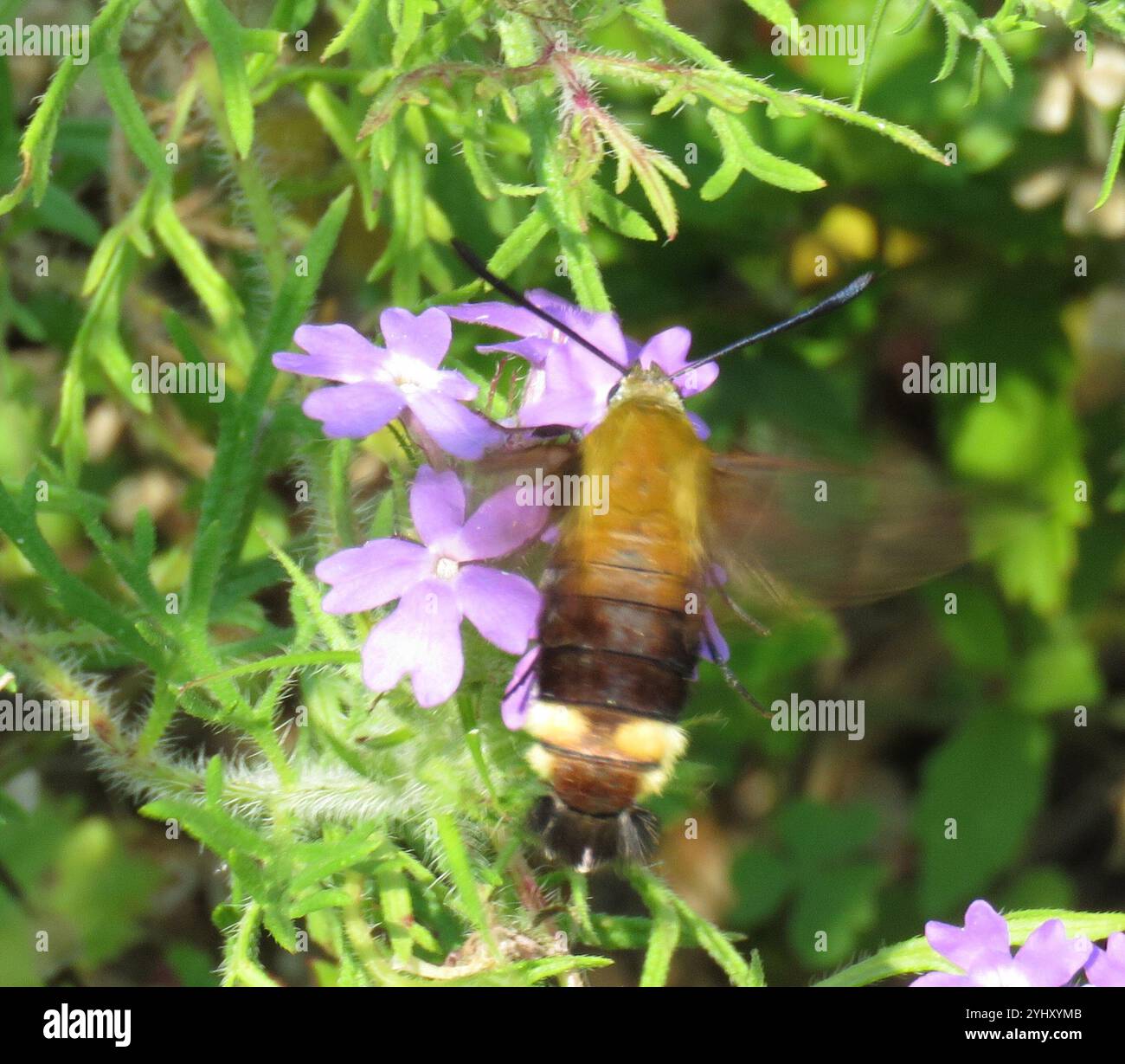 Snowberry Clearwing (Hemaris diffinis Stock Photo - Alamy
