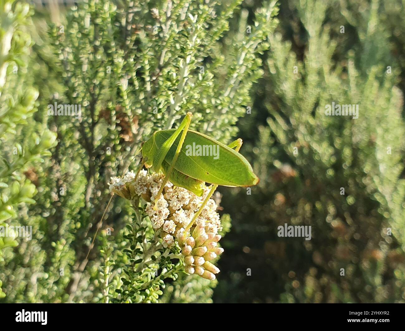 Australian Common Garden Katydid (Caedicia simplex Stock Photo - Alamy