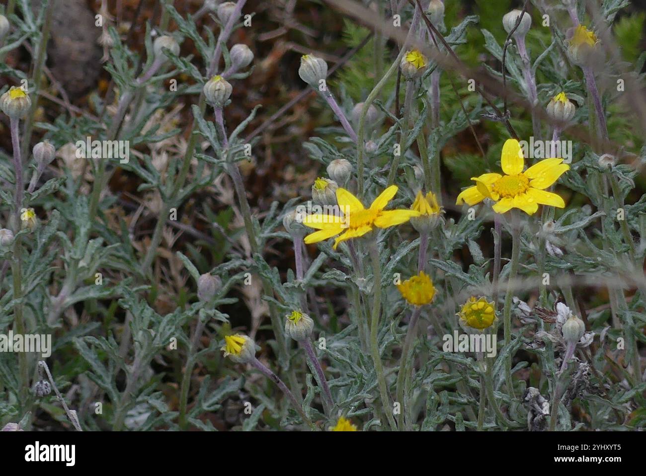 common woolly sunflower (Eriophyllum lanatum Stock Photo - Alamy