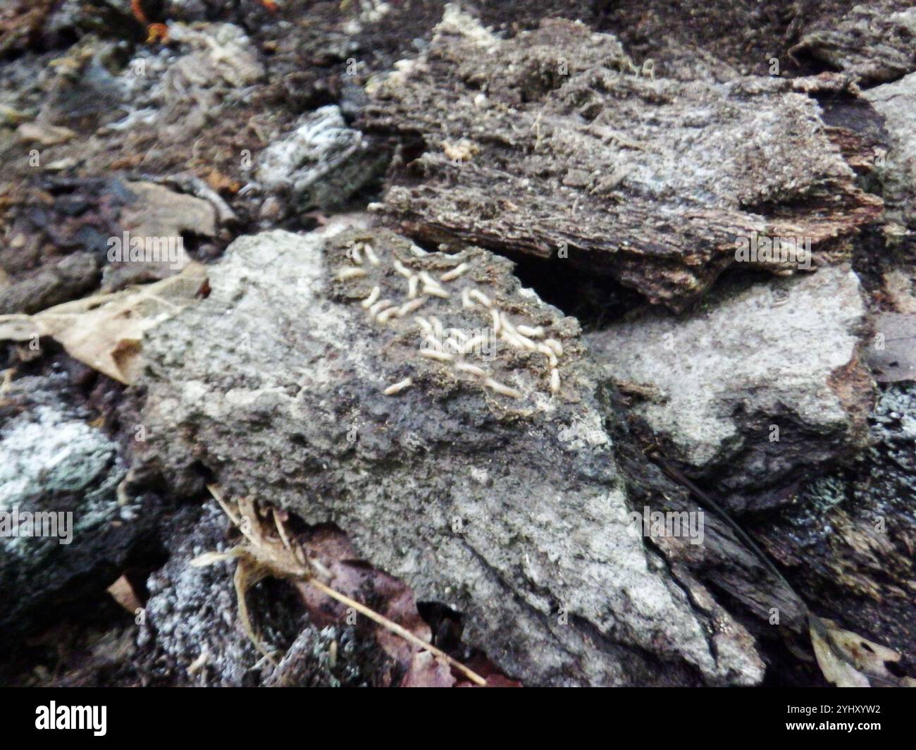Eastern Subterranean Termite (Reticulitermes flavipes Stock Photo - Alamy