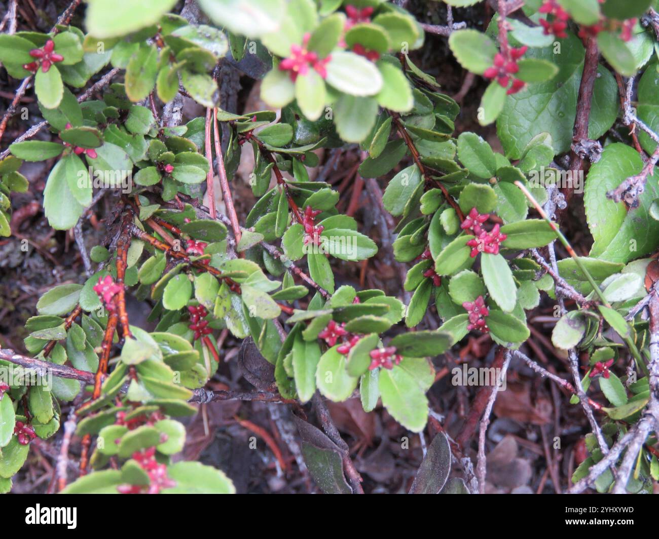 Oregon Boxwood (Paxistima myrsinites Stock Photo - Alamy