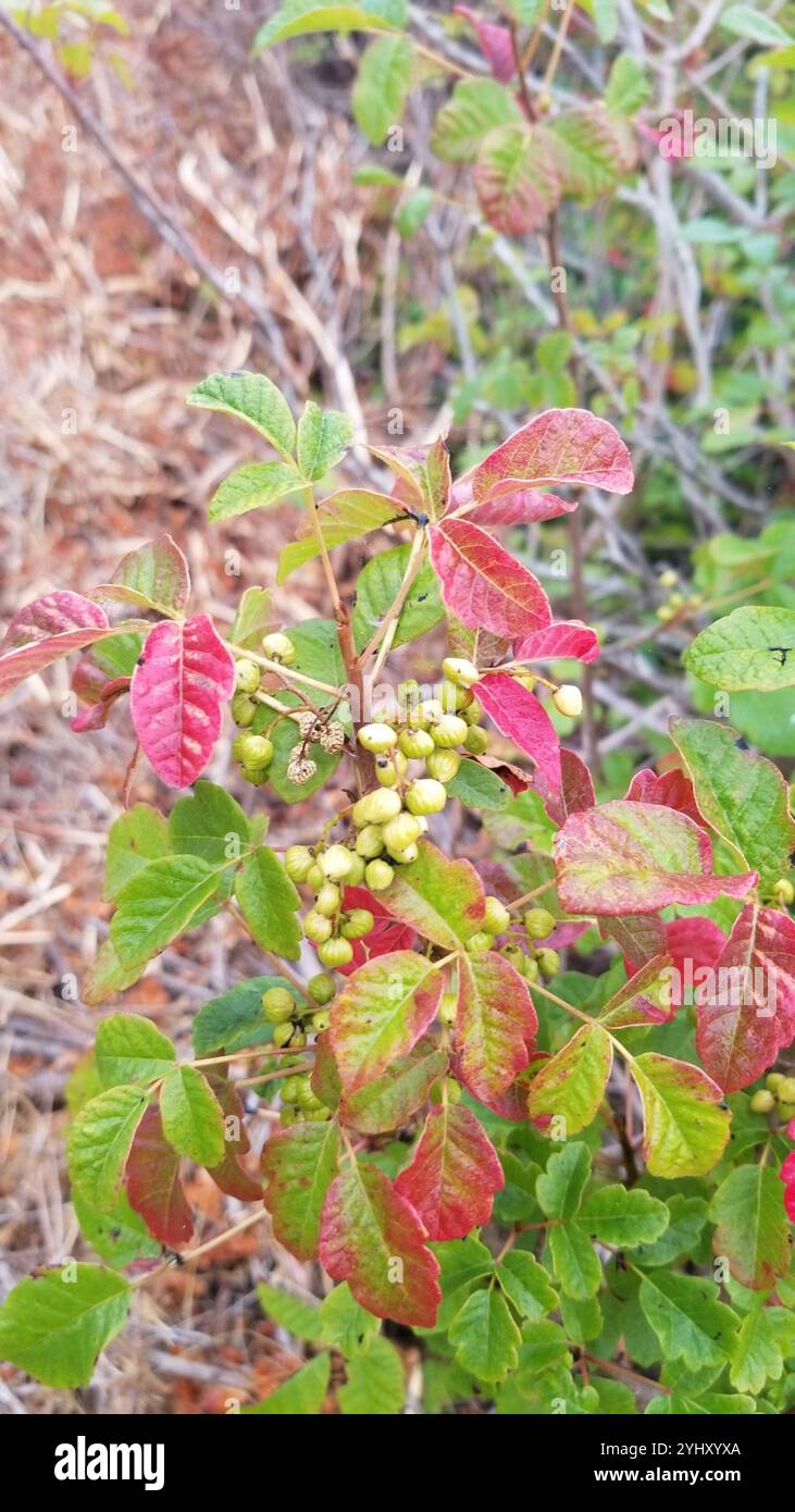 Pacific poison oak (Toxicodendron diversilobum Stock Photo - Alamy