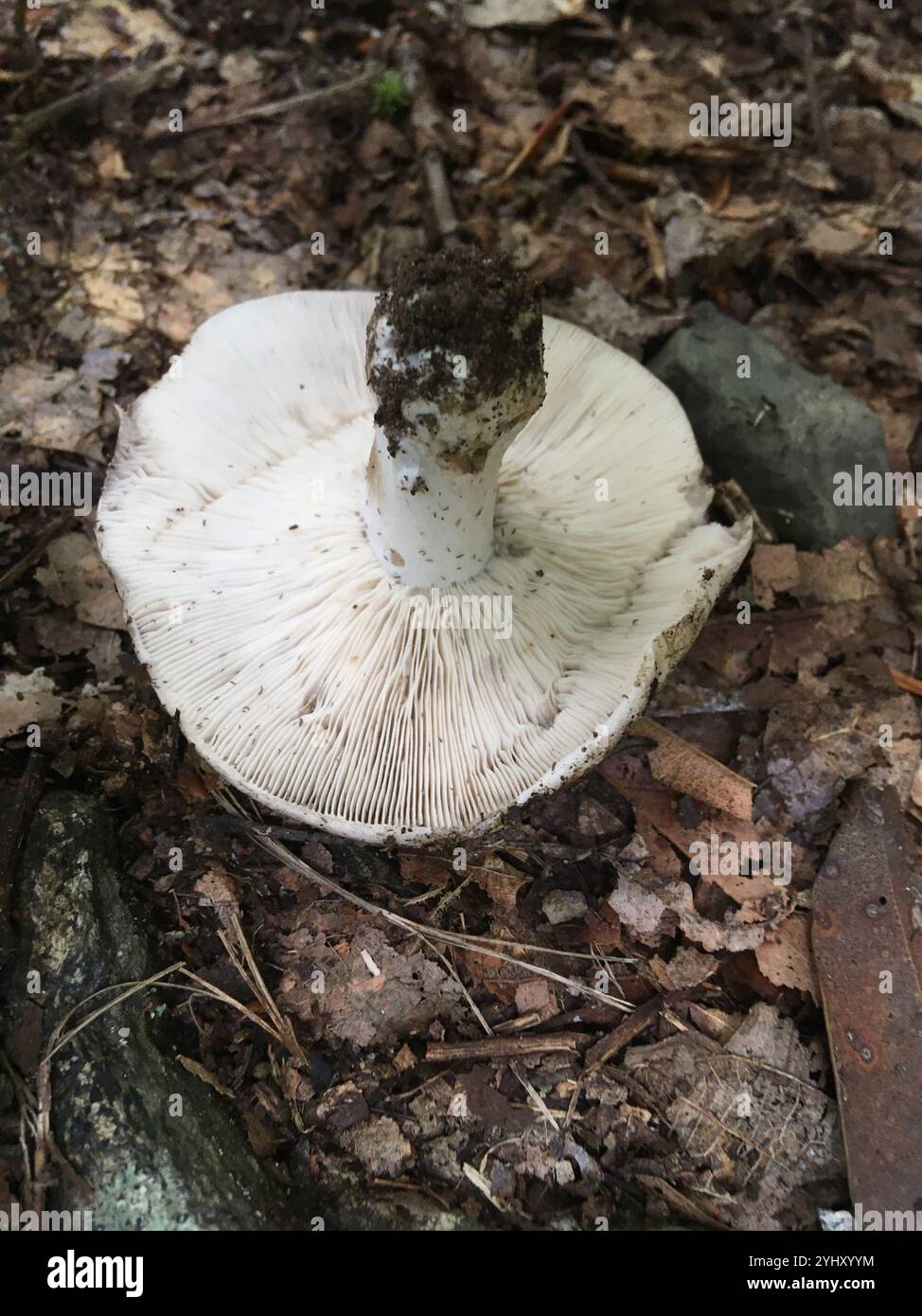 Russula albonigra hi-res stock photography and images - Alamy