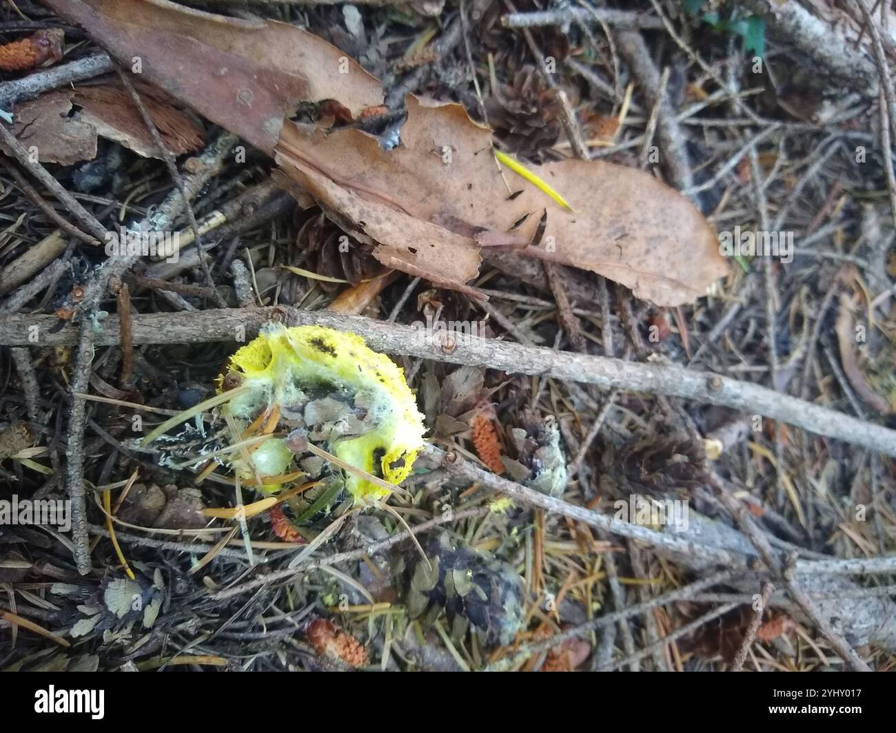 Dog Vomit Slime Mold (Fuligo septica Stock Photo - Alamy