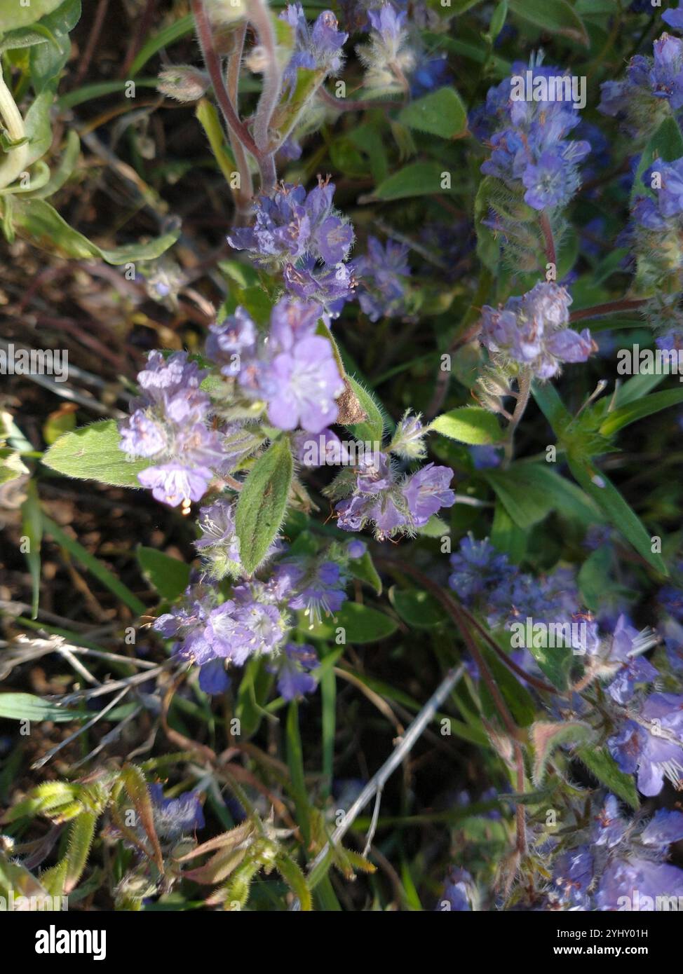 Low Phacelia (Phacelia humilis Stock Photo - Alamy