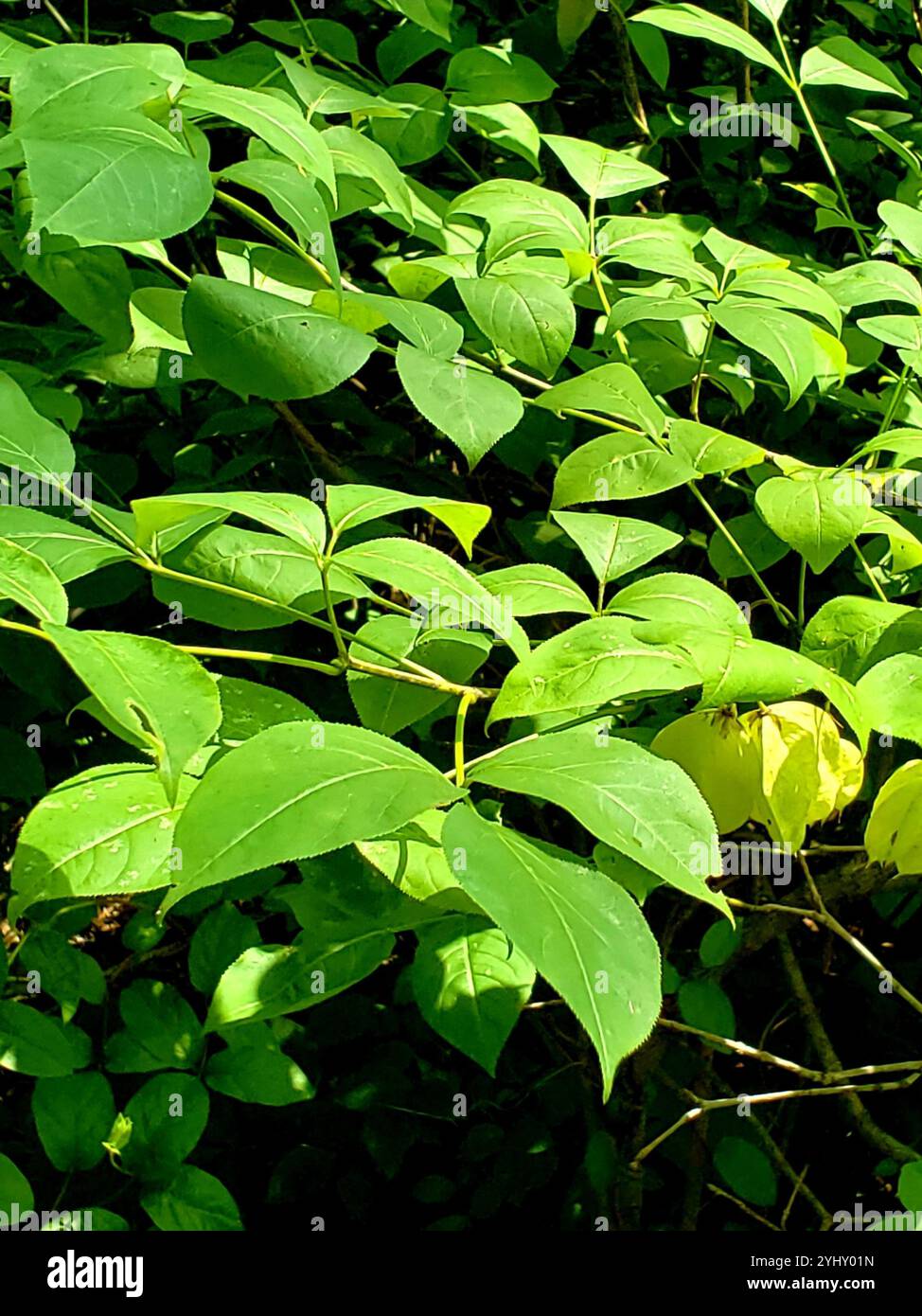 American bladdernut (Staphylea trifolia Stock Photo - Alamy