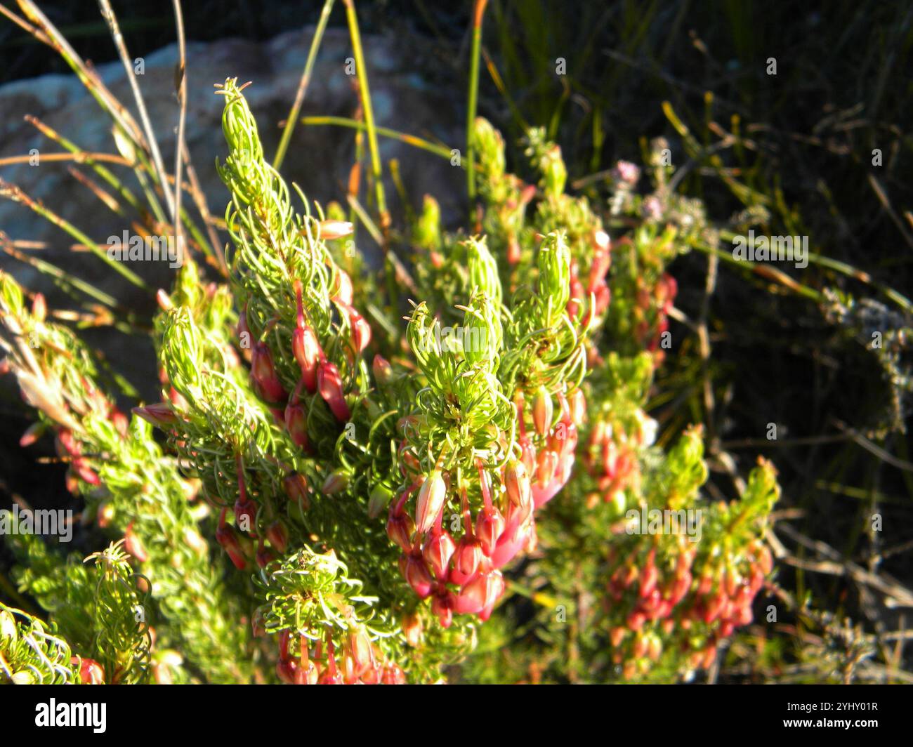 Browntongue Hangertjie (Erica plukenetii plukenetii Stock Photo - Alamy