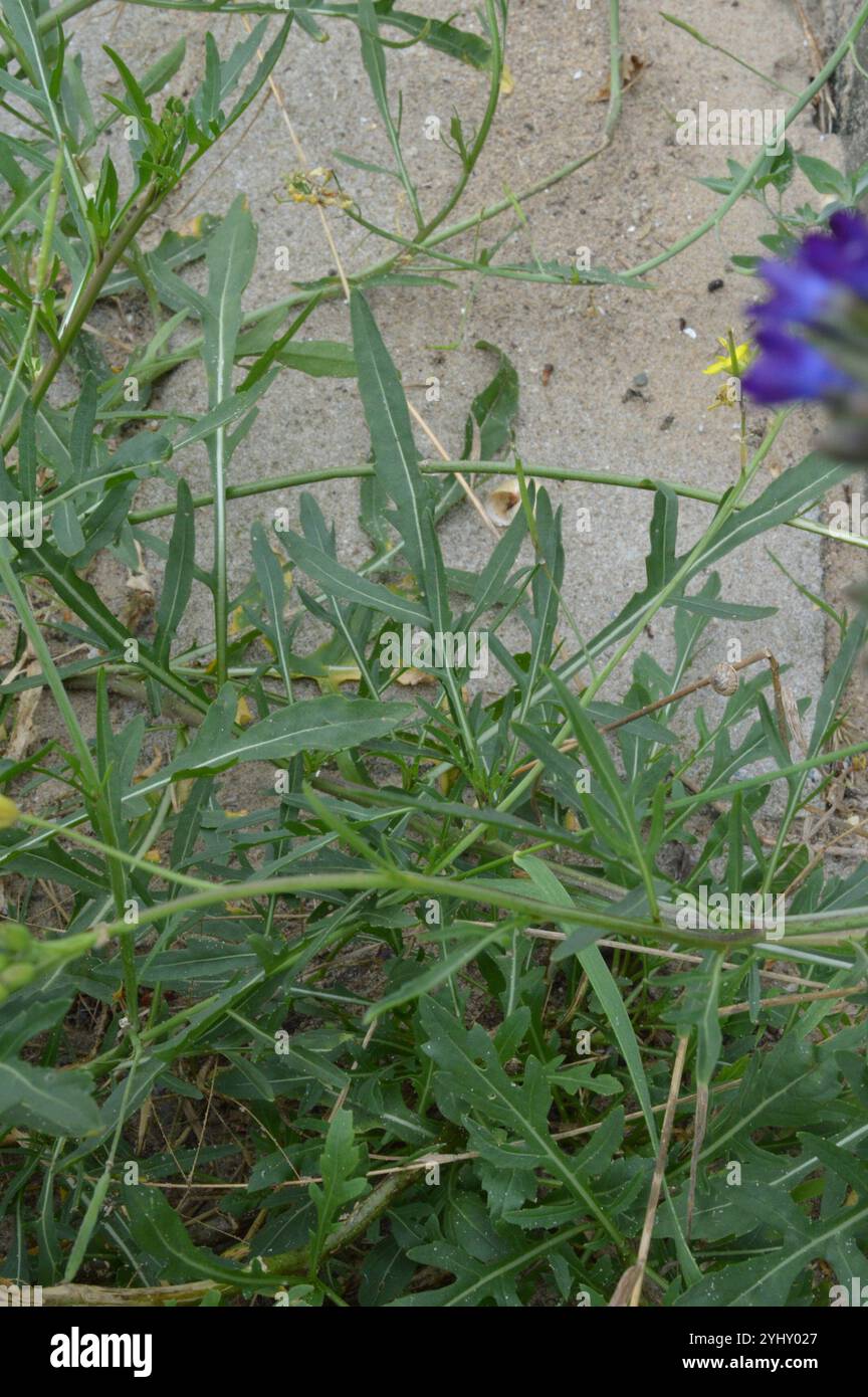 Perennial Wall-rocket (Diplotaxis tenuifolia Stock Photo - Alamy
