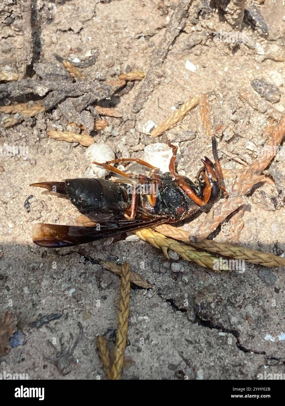 Water-walking wasp (Euodynerus crypticus Stock Photo - Alamy