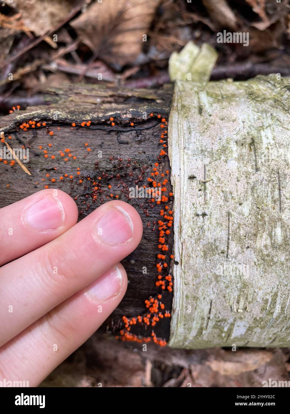 Push Pin Slime Mold (Hemitrichia calyculata Stock Photo - Alamy