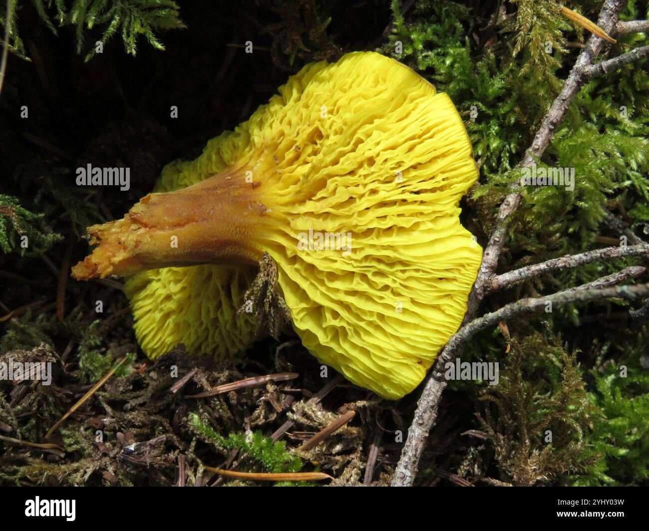 Western Gilled Bolete (Phylloporus arenicola Stock Photo - Alamy