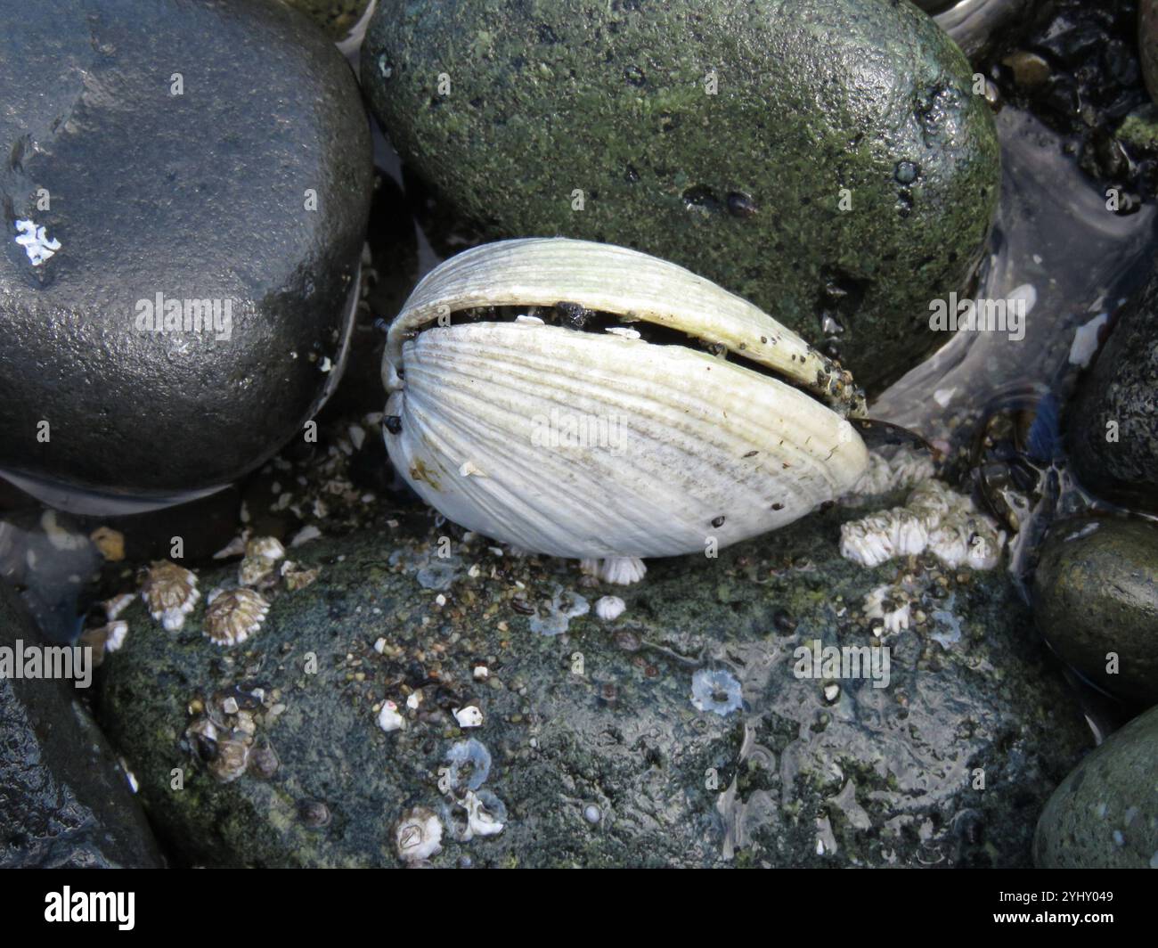 Butter Clam (Saxidomus gigantea Stock Photo - Alamy