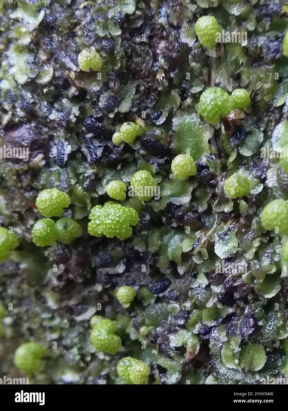 Asterella hi-res stock photography and images - Alamy