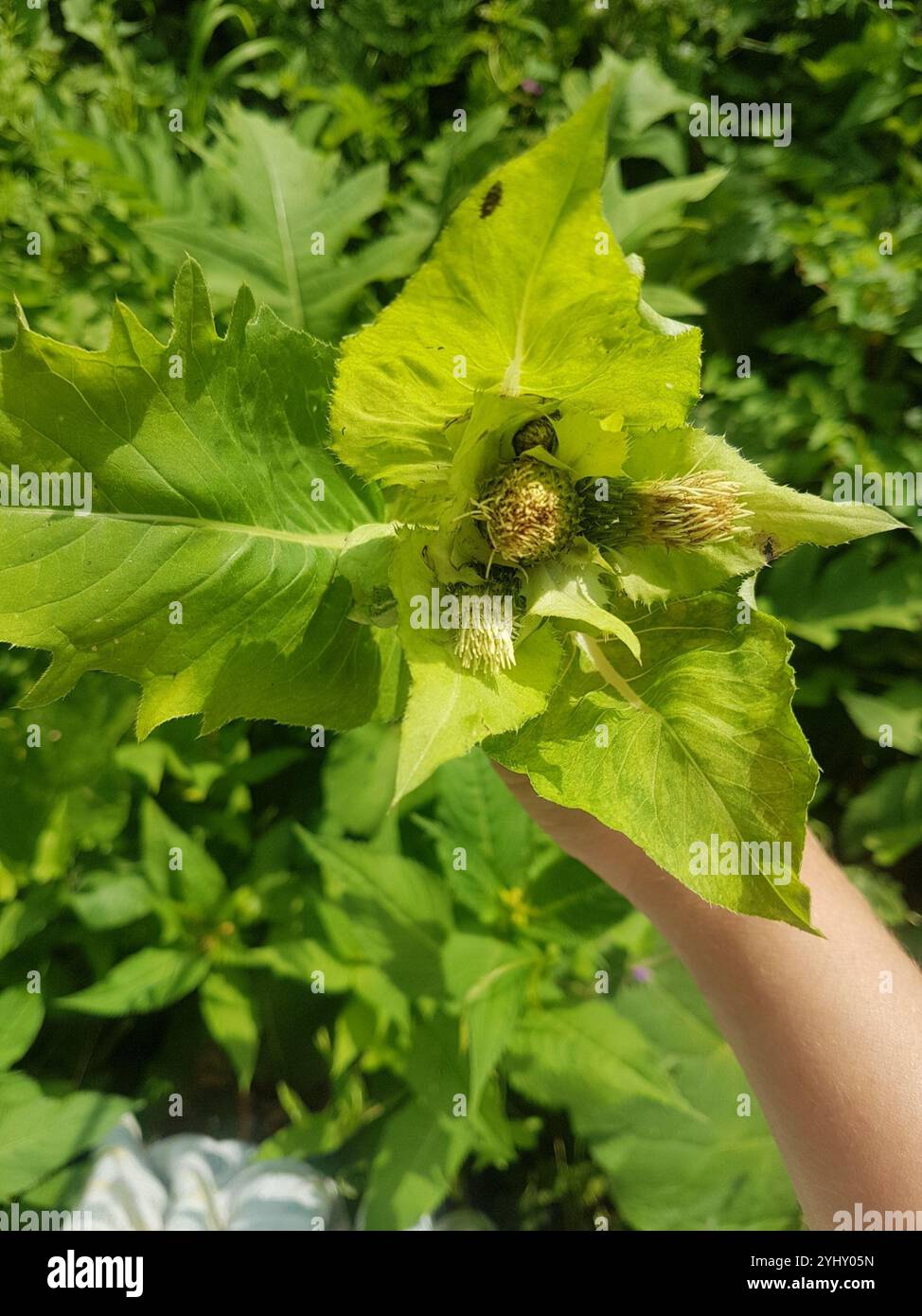 Cabbage Thistle (Cirsium oleraceum Stock Photo - Alamy