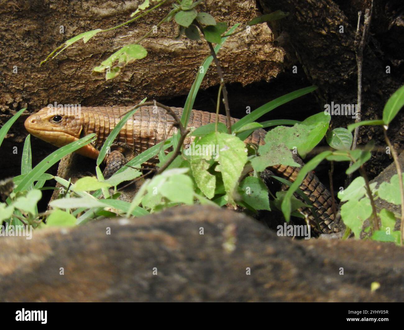 Rough-scaled Plated Lizard (Broadleysaurus major Stock Photo - Alamy